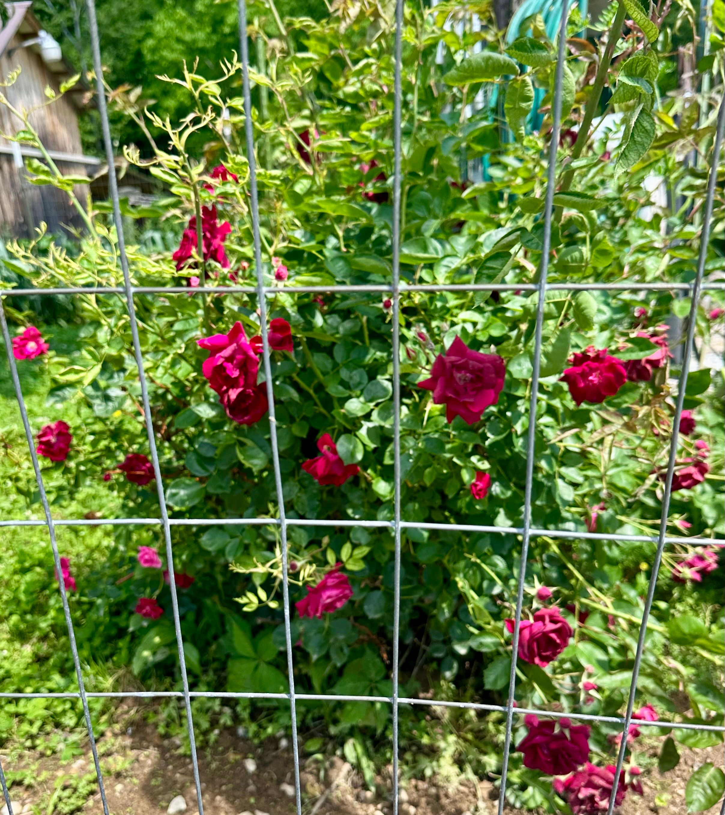 🌹🌹🌹DEEP RED CLIMBING ROSES BLOOM🌹🌹🌹 - Blogs & Forums