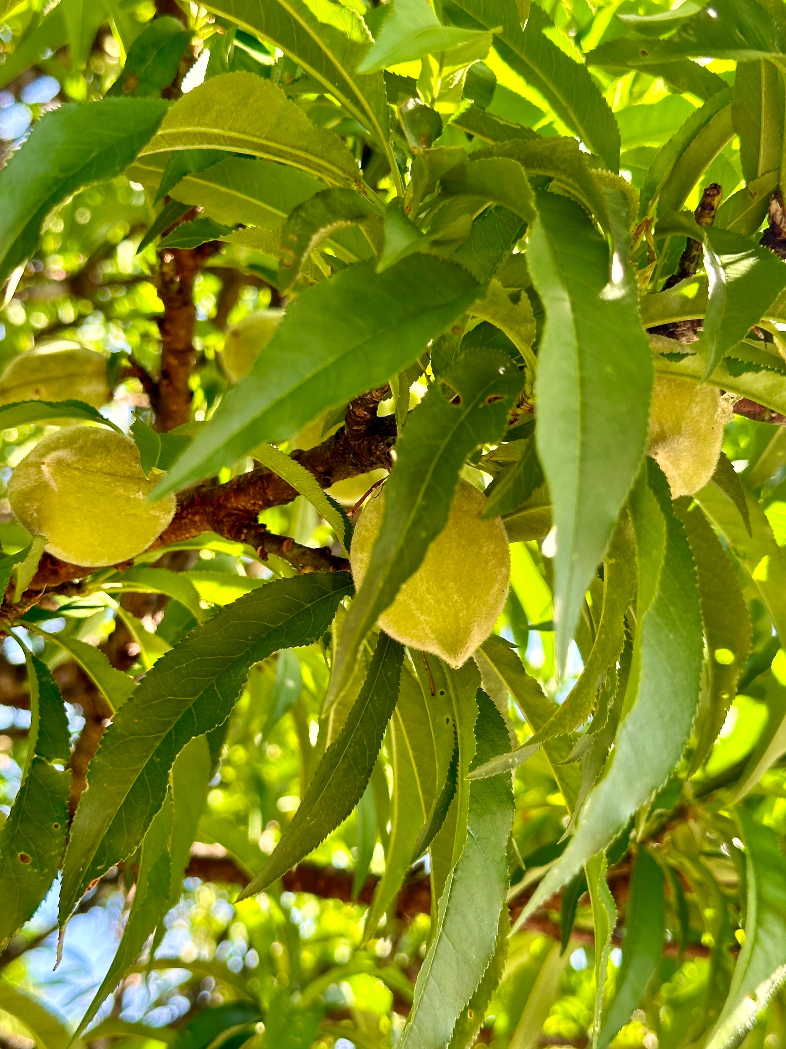 🍑🍑🍑 WHITE PEACH TREE 🍑🍑🍑 - Page 2 - Blogs & Forums