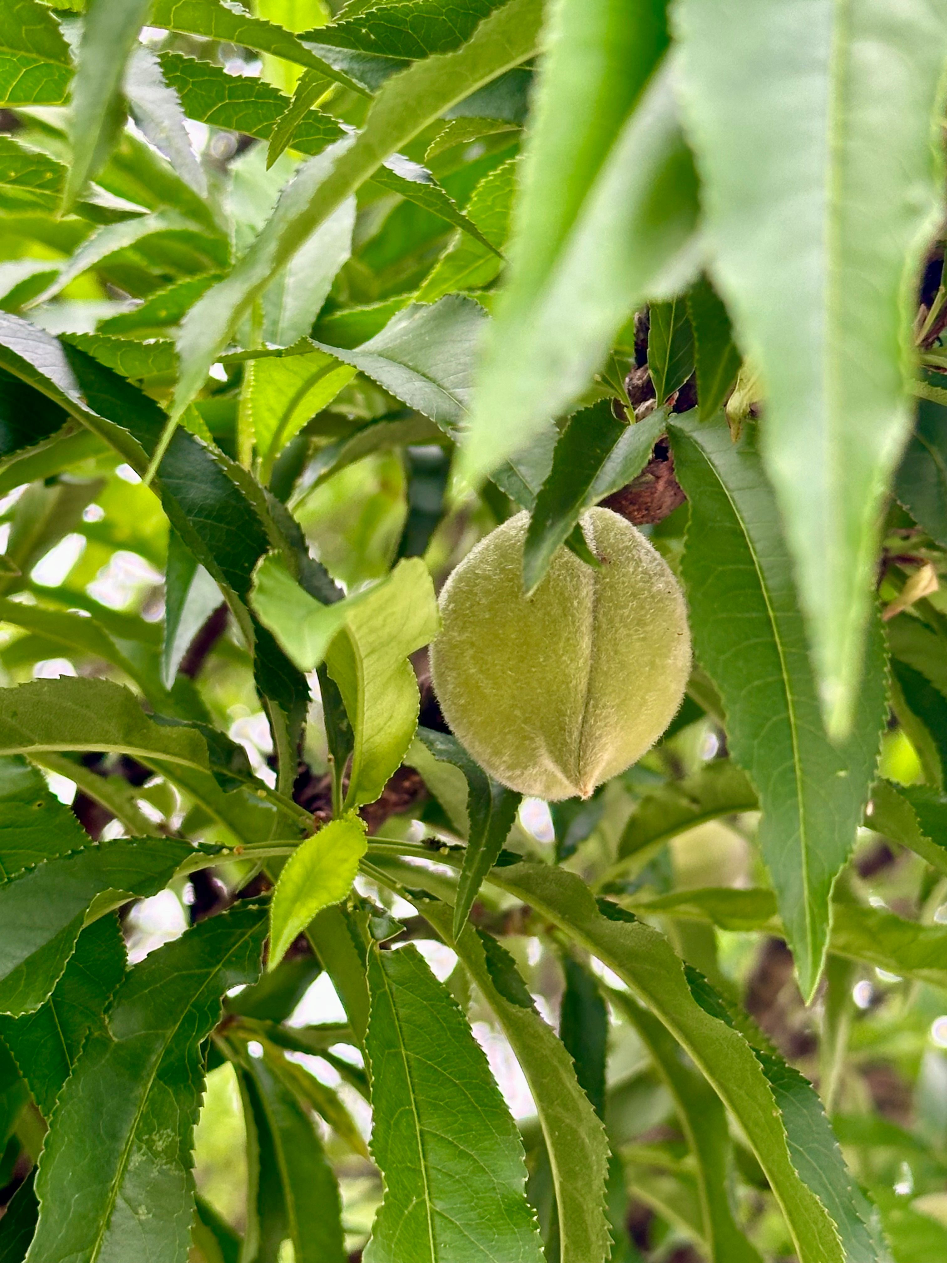 🍑🍑🍑 WHITE PEACH TREE 🍑🍑🍑 - Page 2 - Blogs & Forums