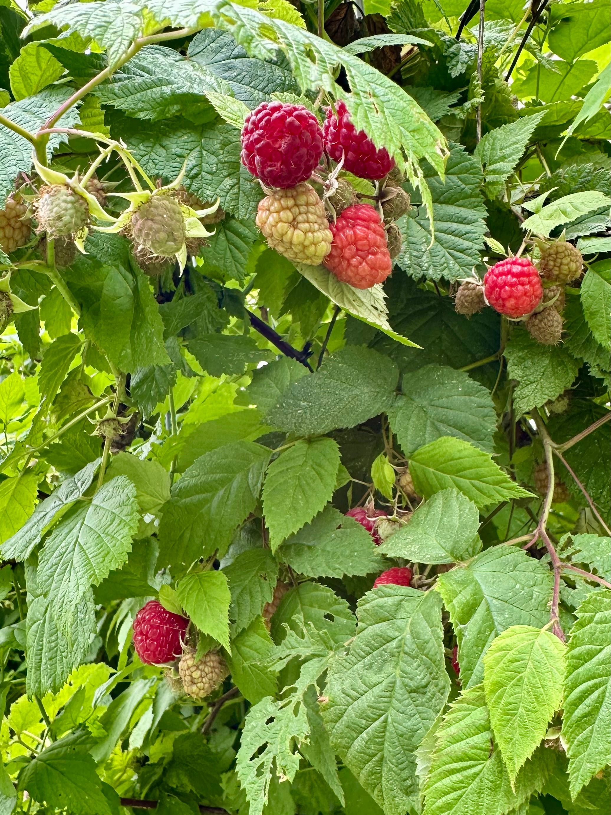 🌸 FRESH RASPBERRIES 🌸 - Page 2 - Blogs & Forums