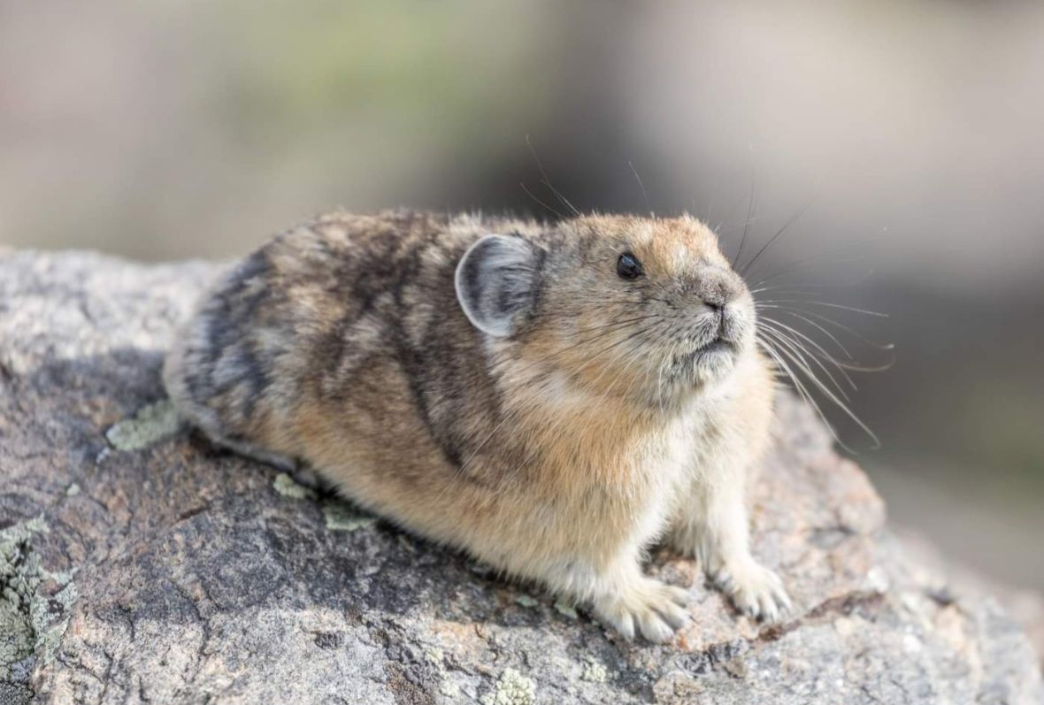 Have You Ever Met A Pika? - Blogs & Forums