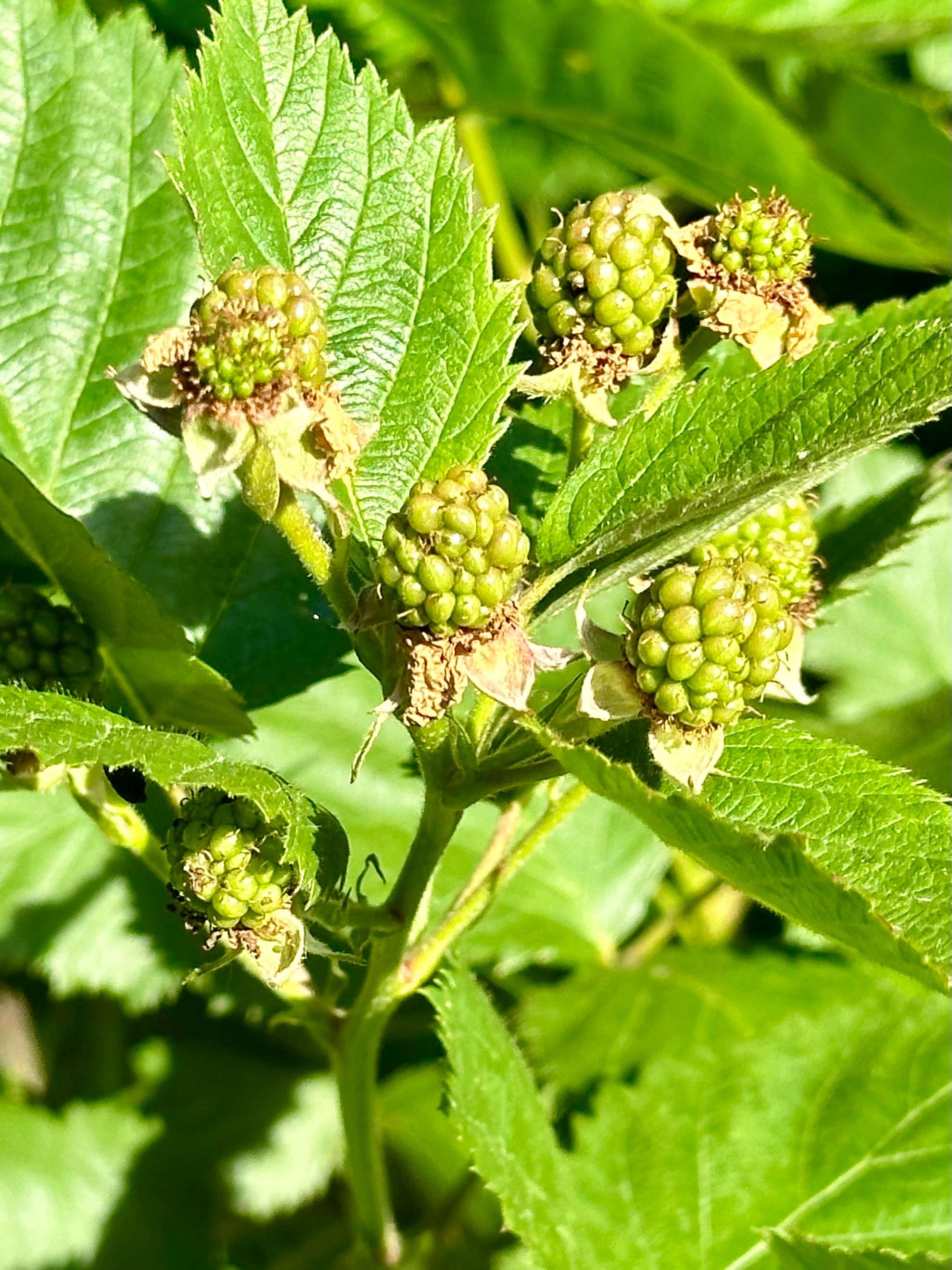 WILD BLACK RASPBERRIES - Blogs & Forums