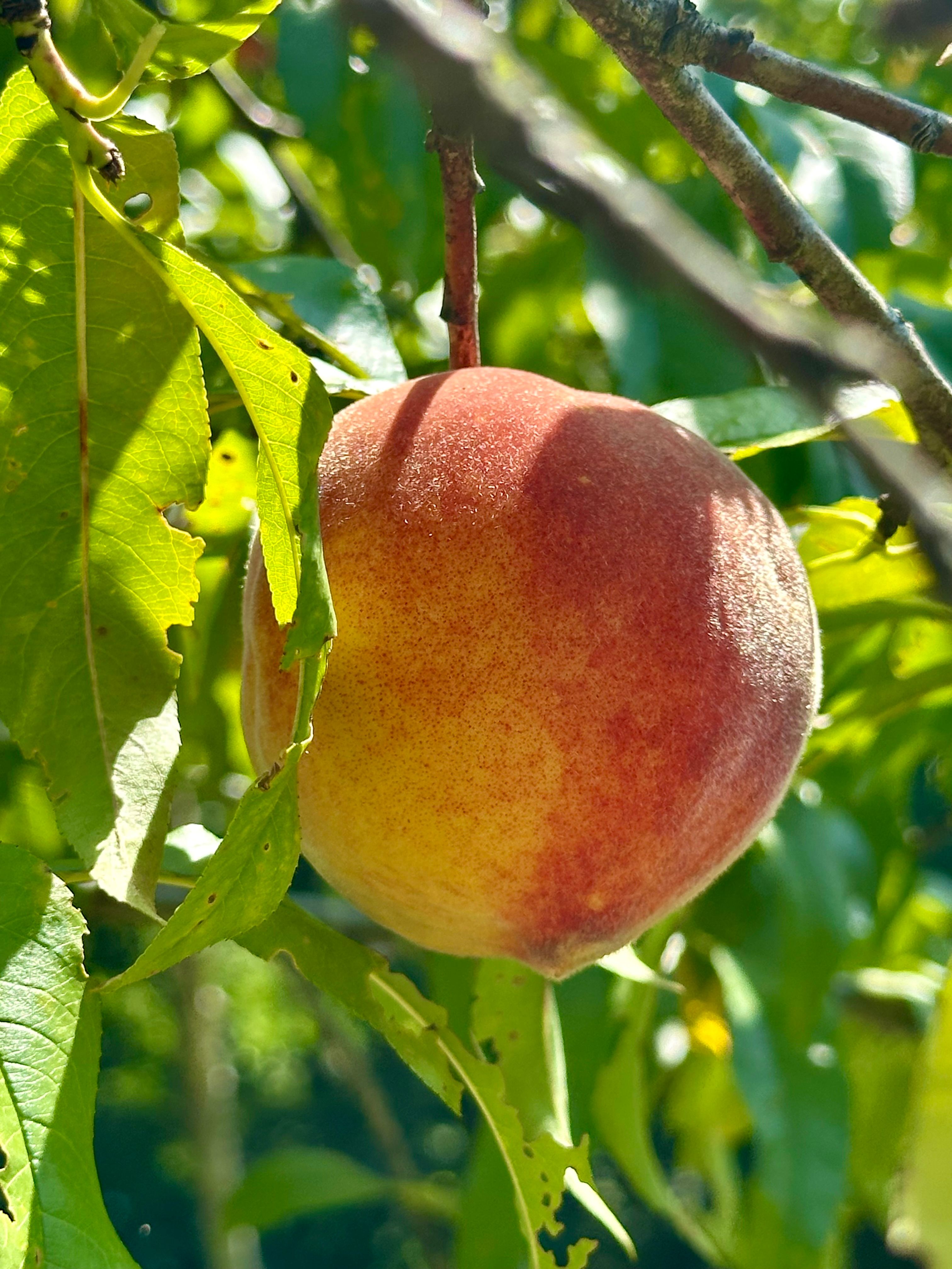 🍑 PEACHES 🍑 - Blogs & Forums