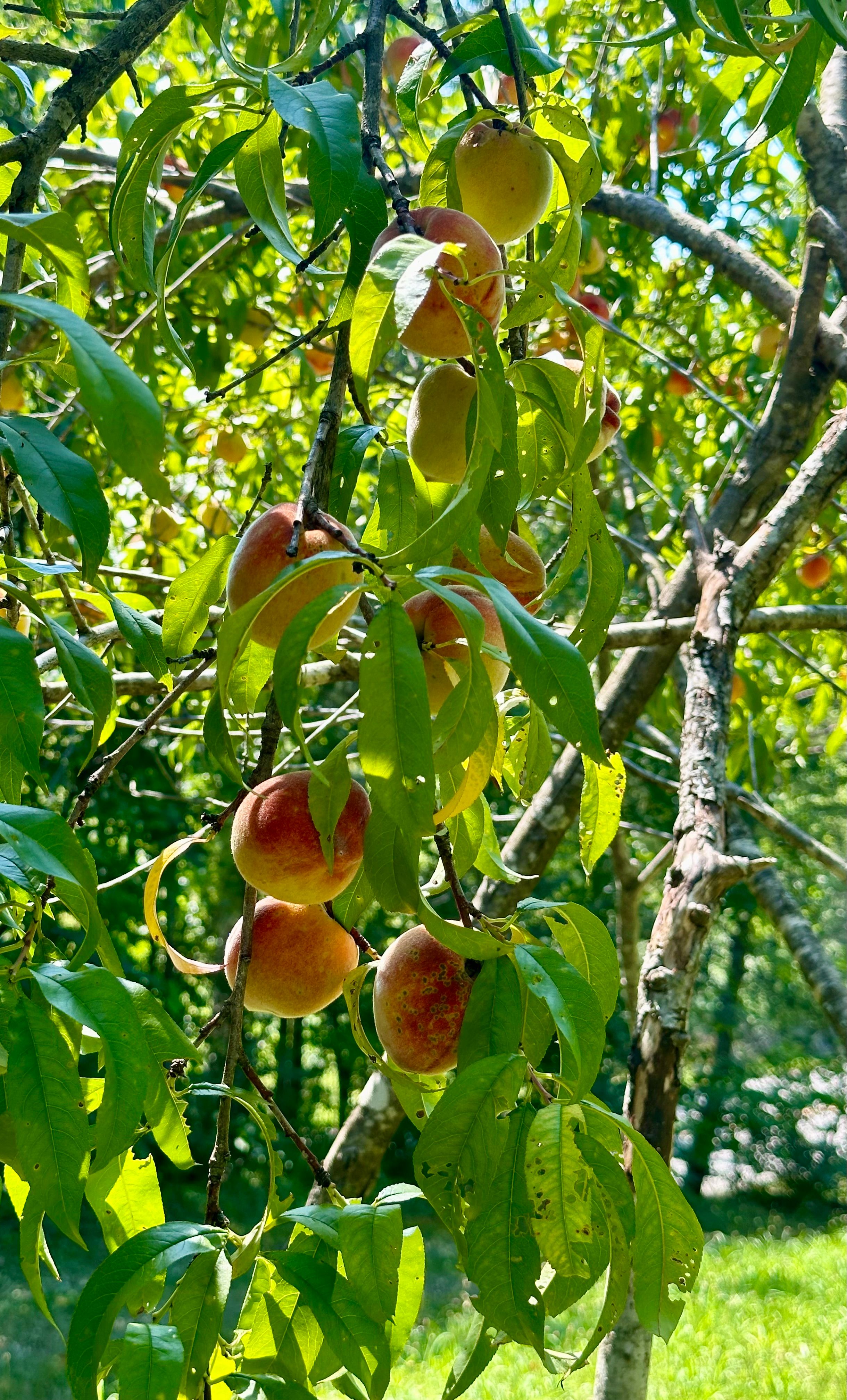 🍑 PEACHES 🍑 - Blogs & Forums