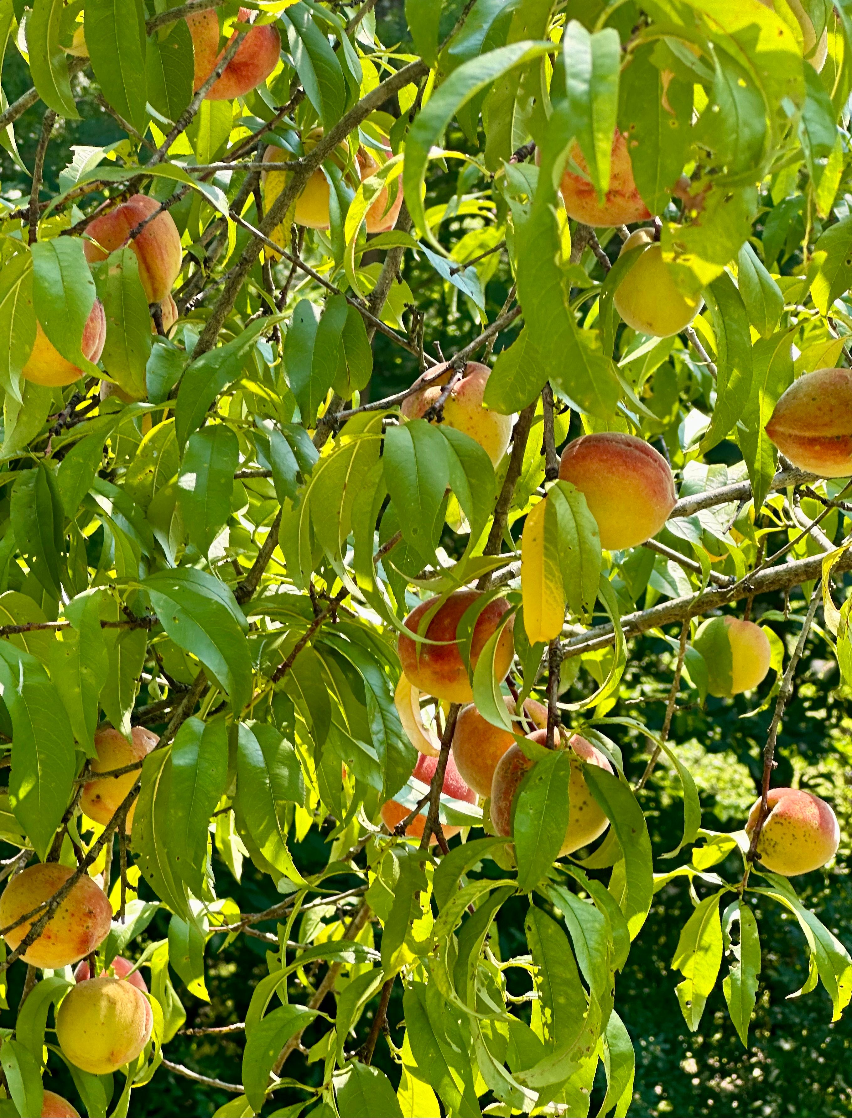 🍑 PEACHES 🍑 - Blogs & Forums