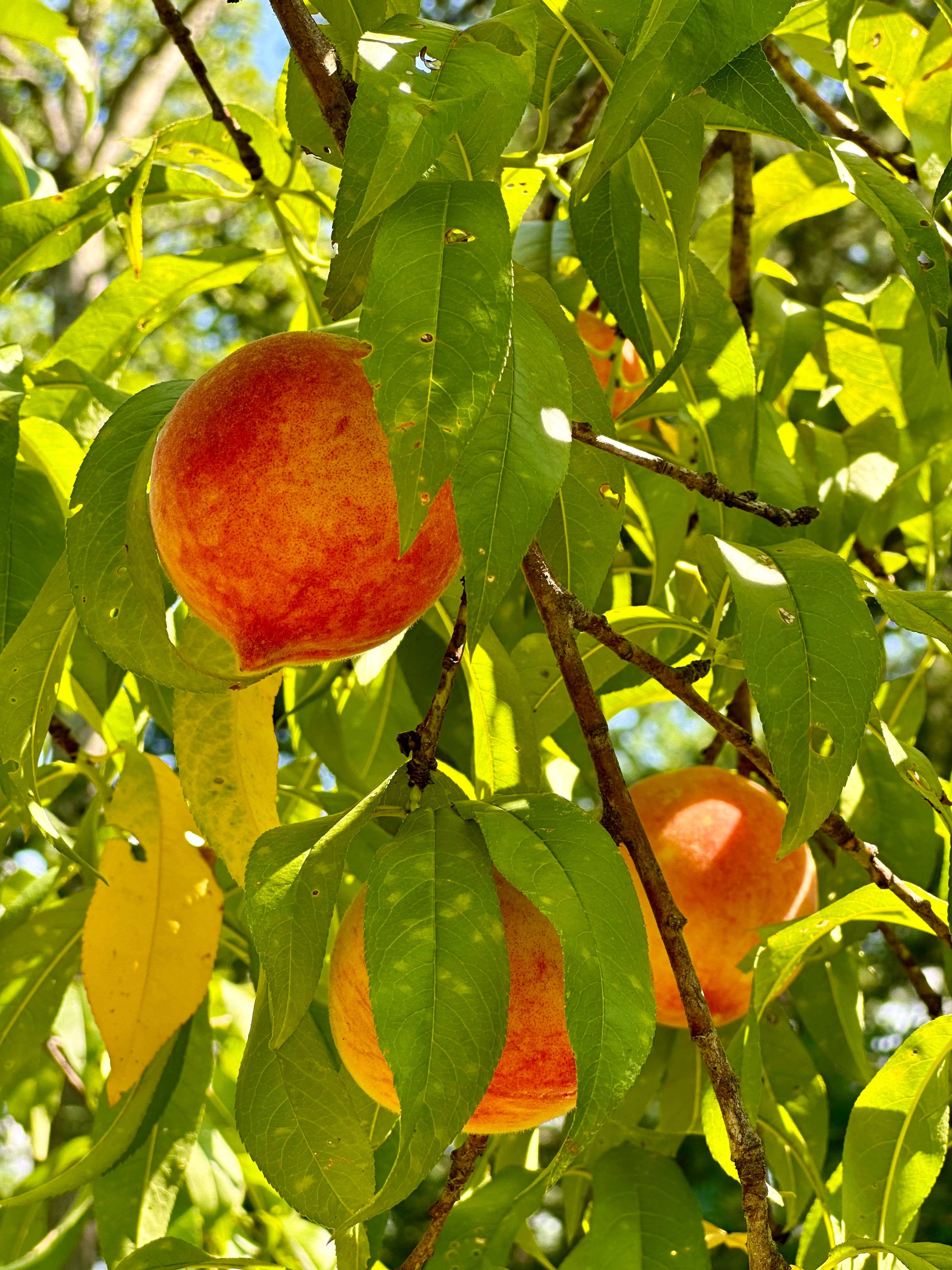 🍑 PEACHES 🍑 - Blogs & Forums