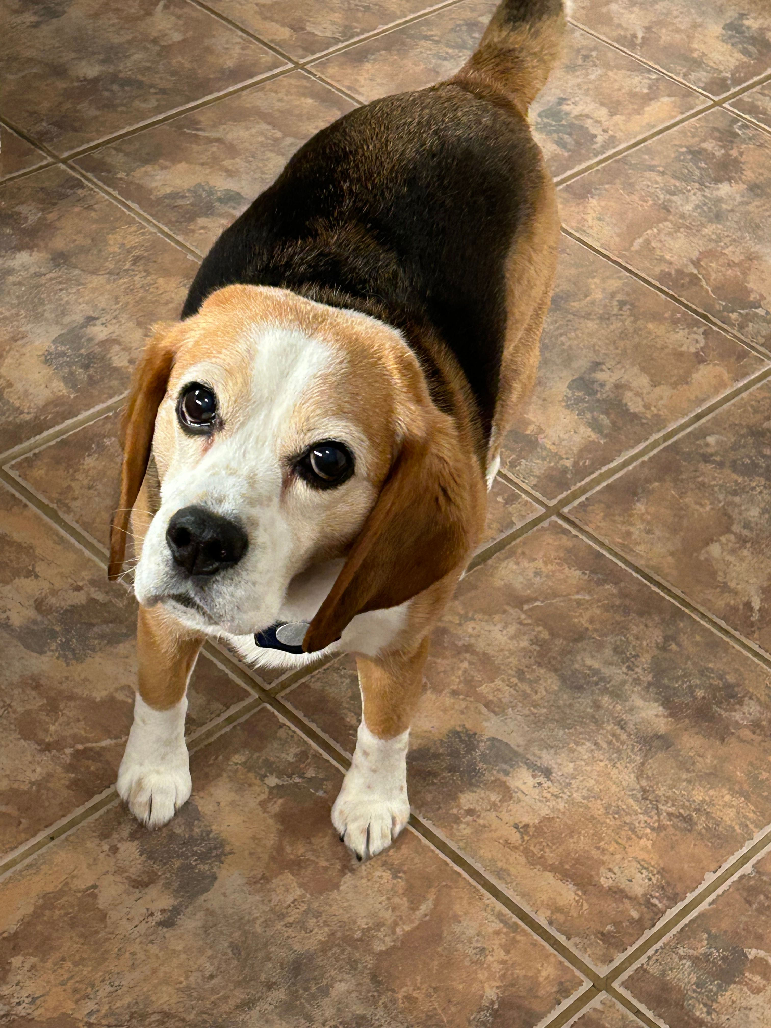 LOVING MY BEAGLE - Blogs & Forums