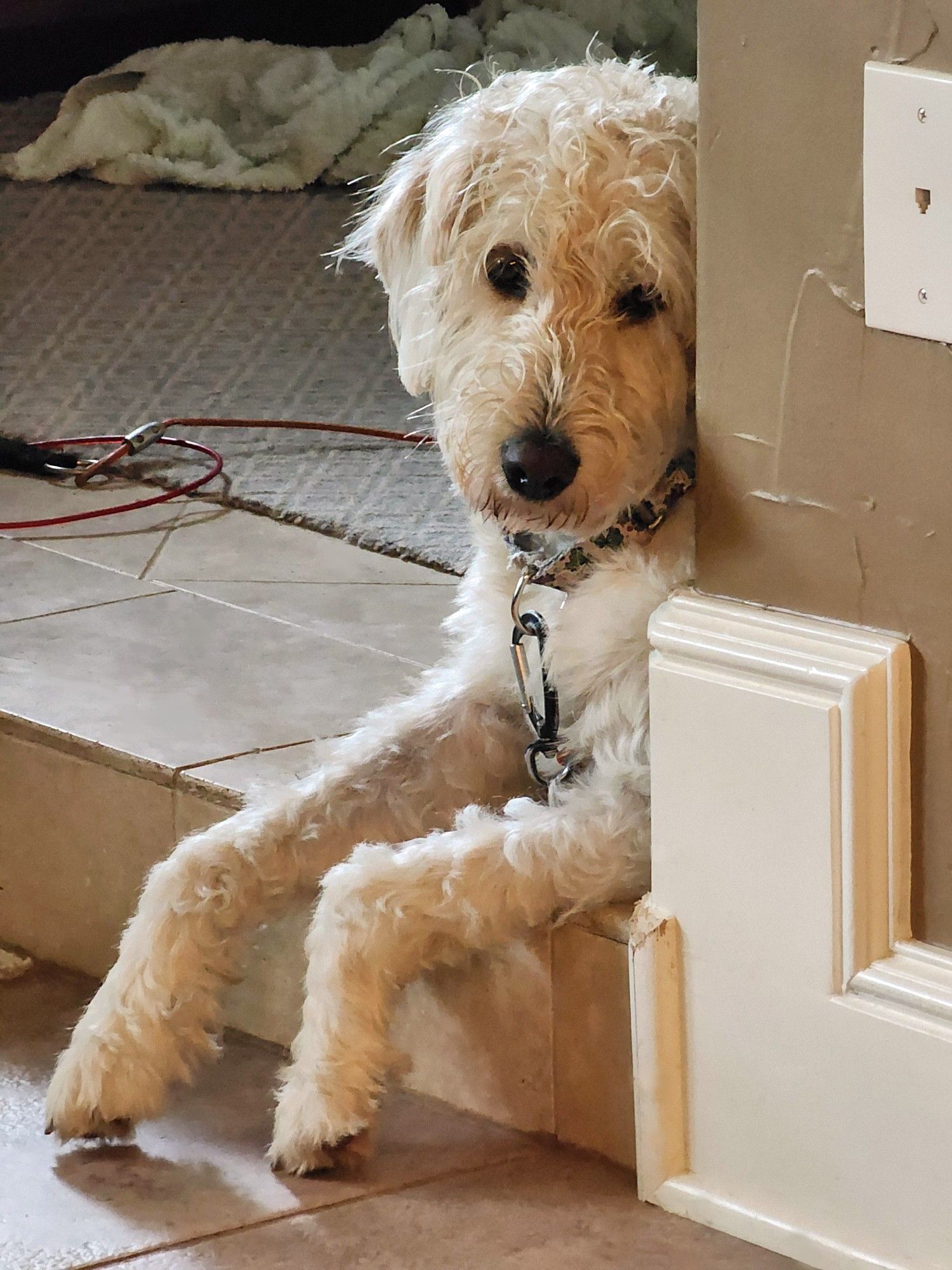 I'm a Bad Doggo Mom :( - Blogs & Forums