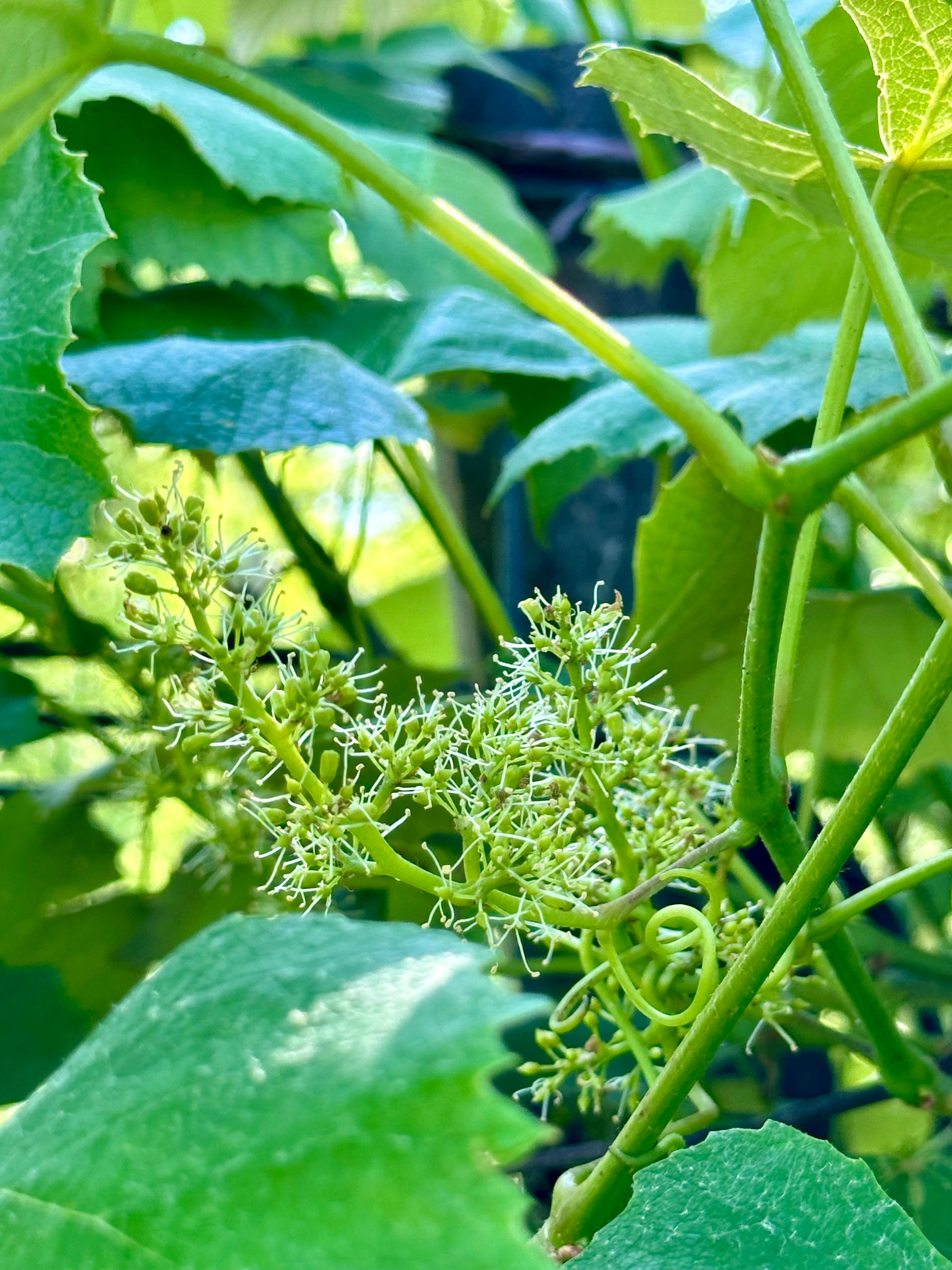 🍇 A GRAPES JOURNEY 🍇 - Page 2 - Blogs & Forums