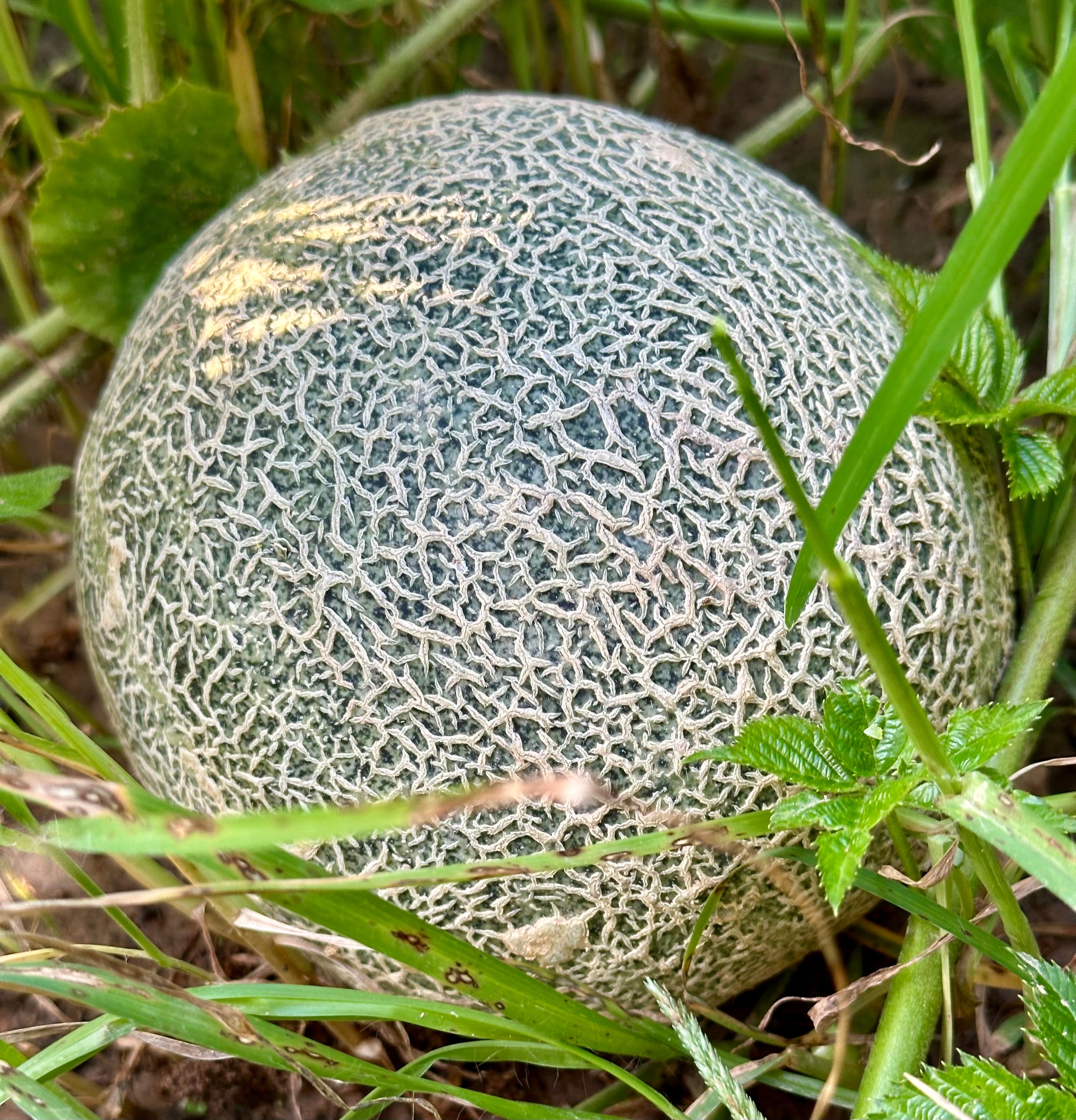 🍈 MUSKMELONS 🍈 - Page 3 - Blogs & Forums