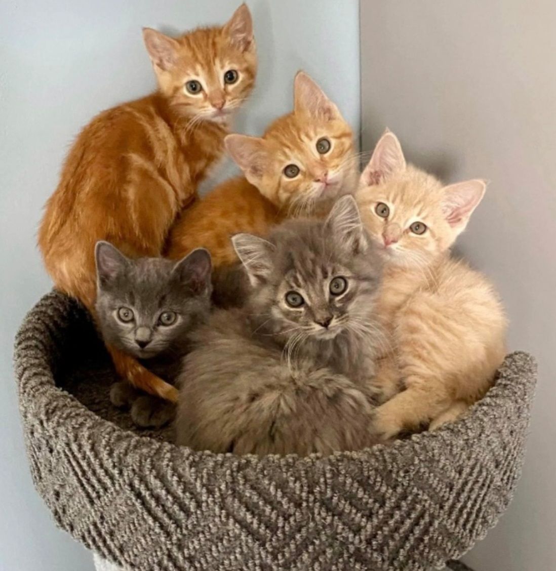 A COUPLE BASKETS OF MISCHIEF - Blogs & Forums