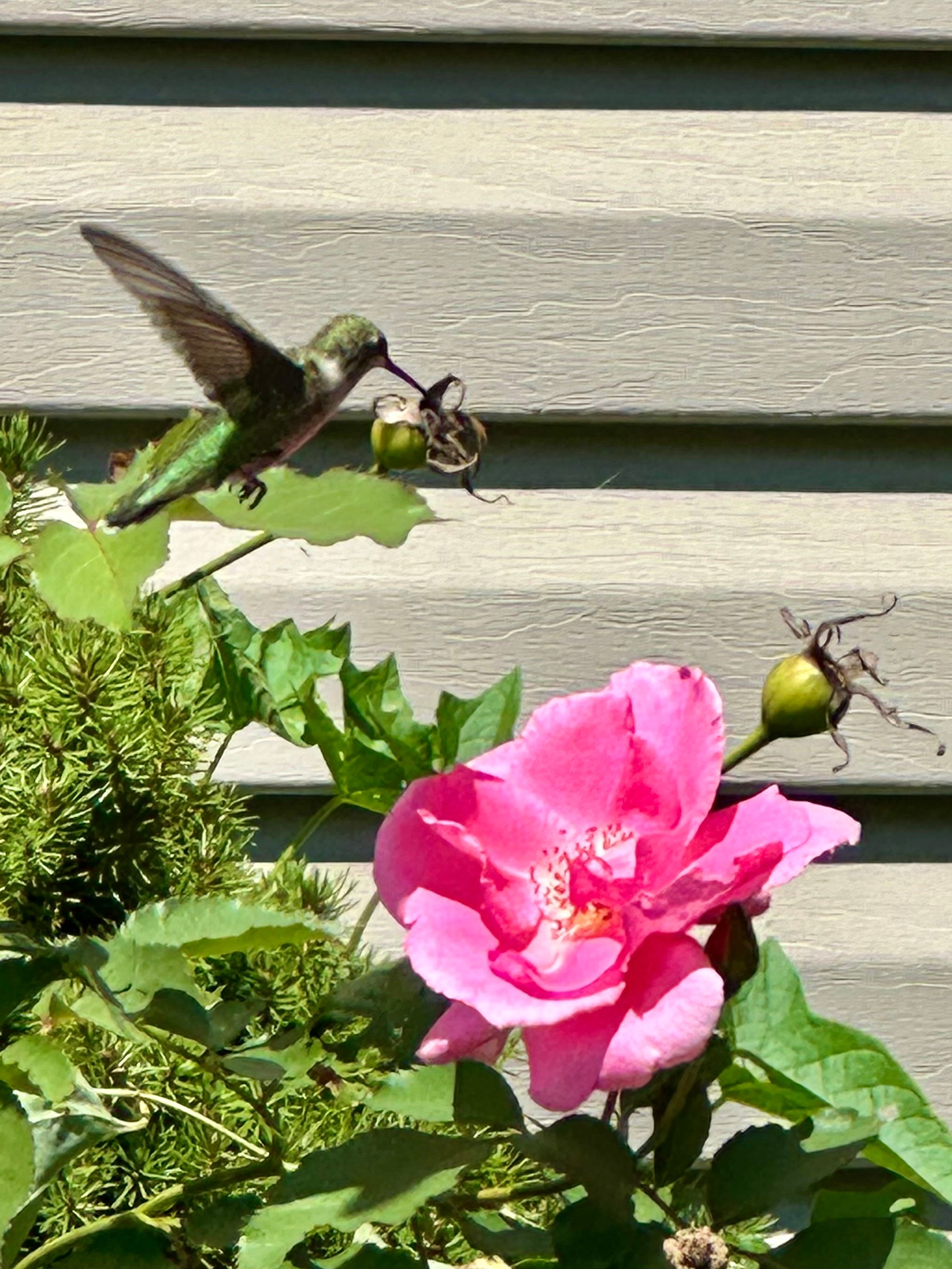 🌸 HUMMINGBIRDS LOVE ROSES 🌸 - Blogs & Forums