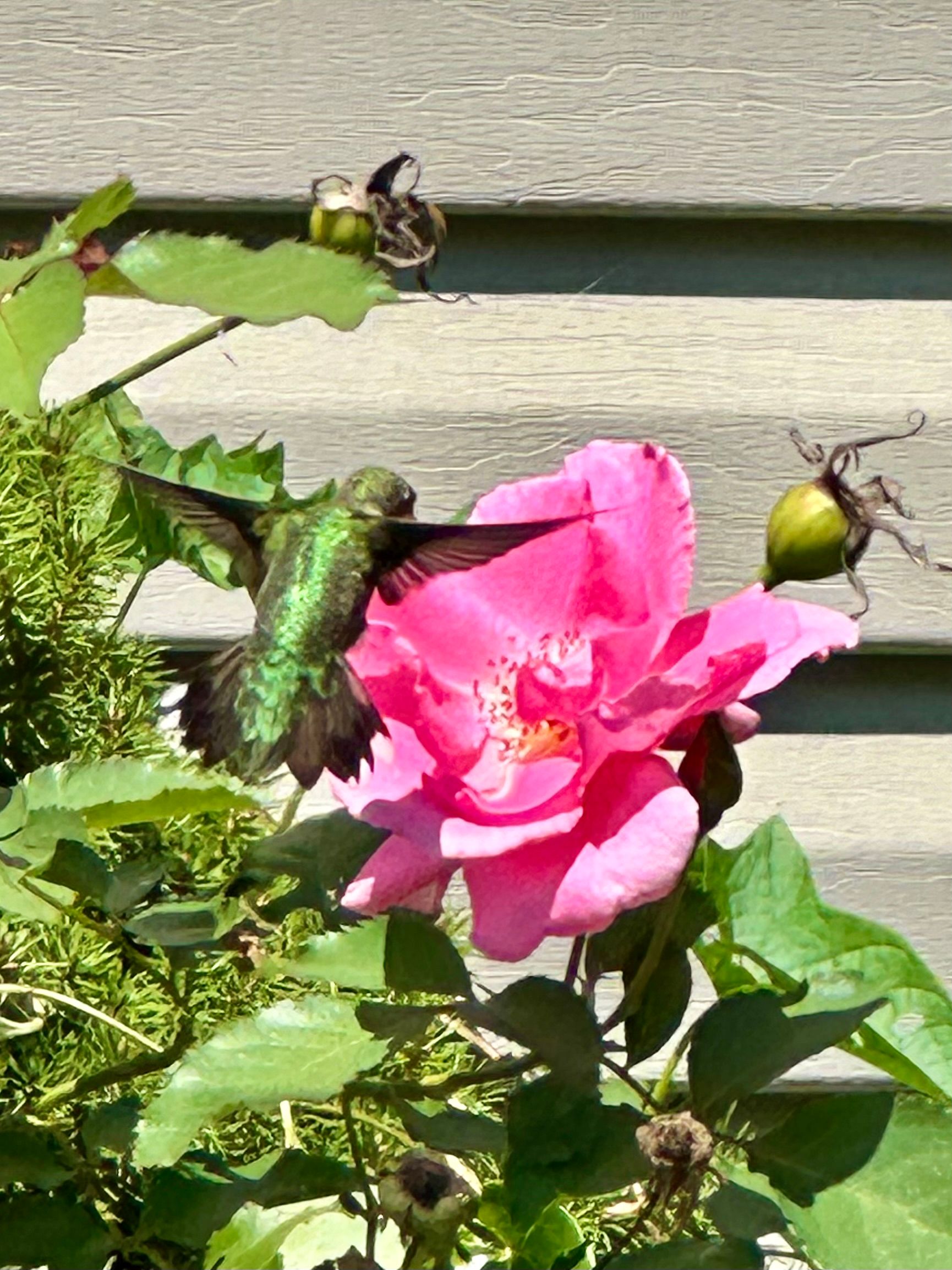 🌸 HUMMINGBIRDS LOVE ROSES 🌸 - Blogs & Forums