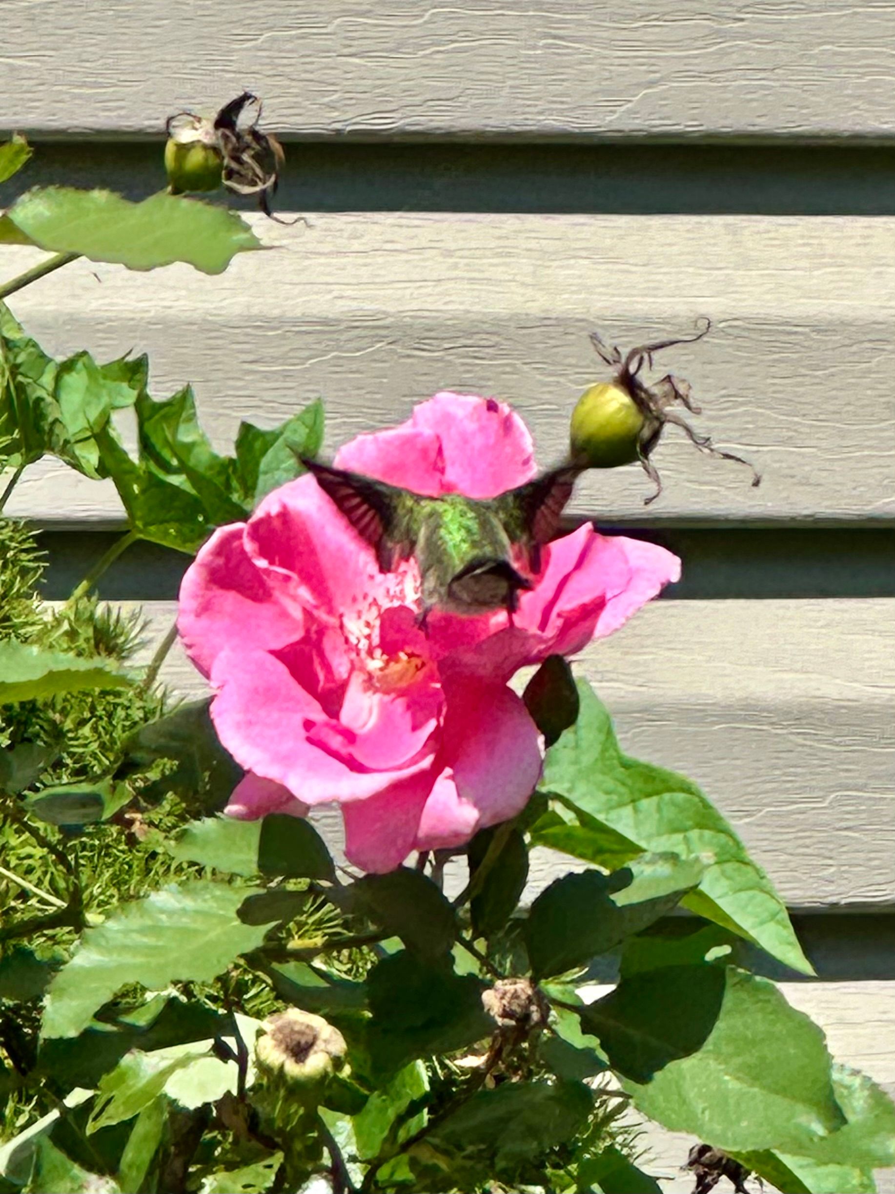 🌸 HUMMINGBIRDS LOVE ROSES 🌸 - Blogs & Forums