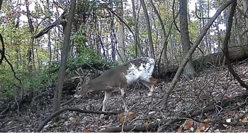 DEER Sunday 10/27/2024 - Blogs & Forums