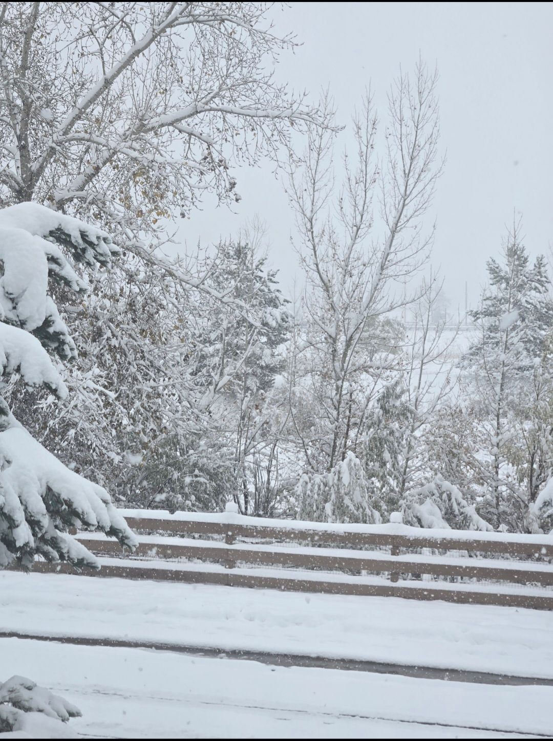 Snow Snow and more Snow - Blogs & Forums