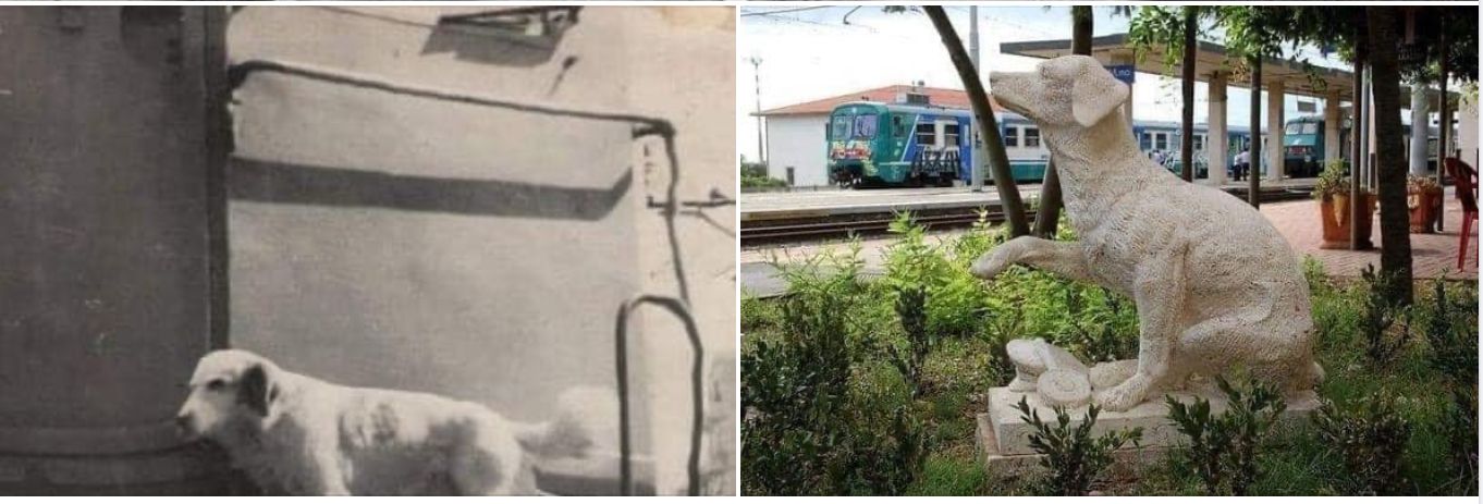 Lampo, the railway dog *** - Blogs & Forums