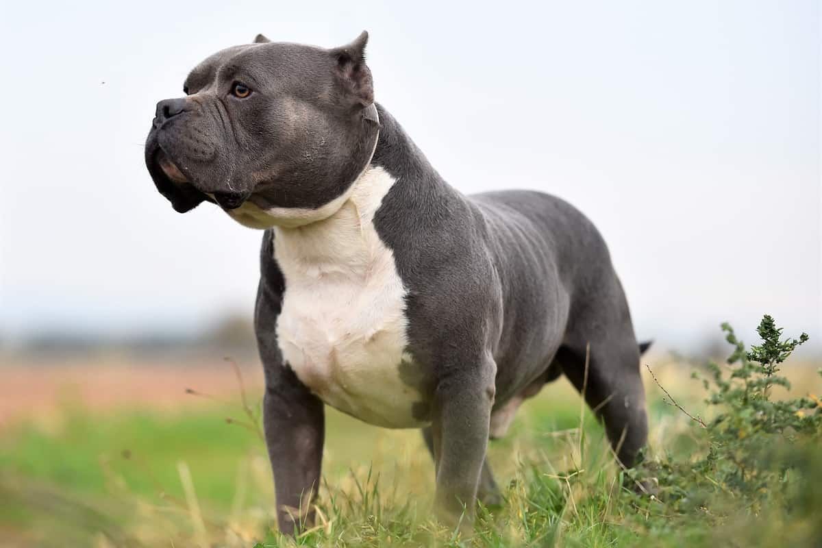 Re: Has Anyone Heard of this Breed? - Blogs & Forums
