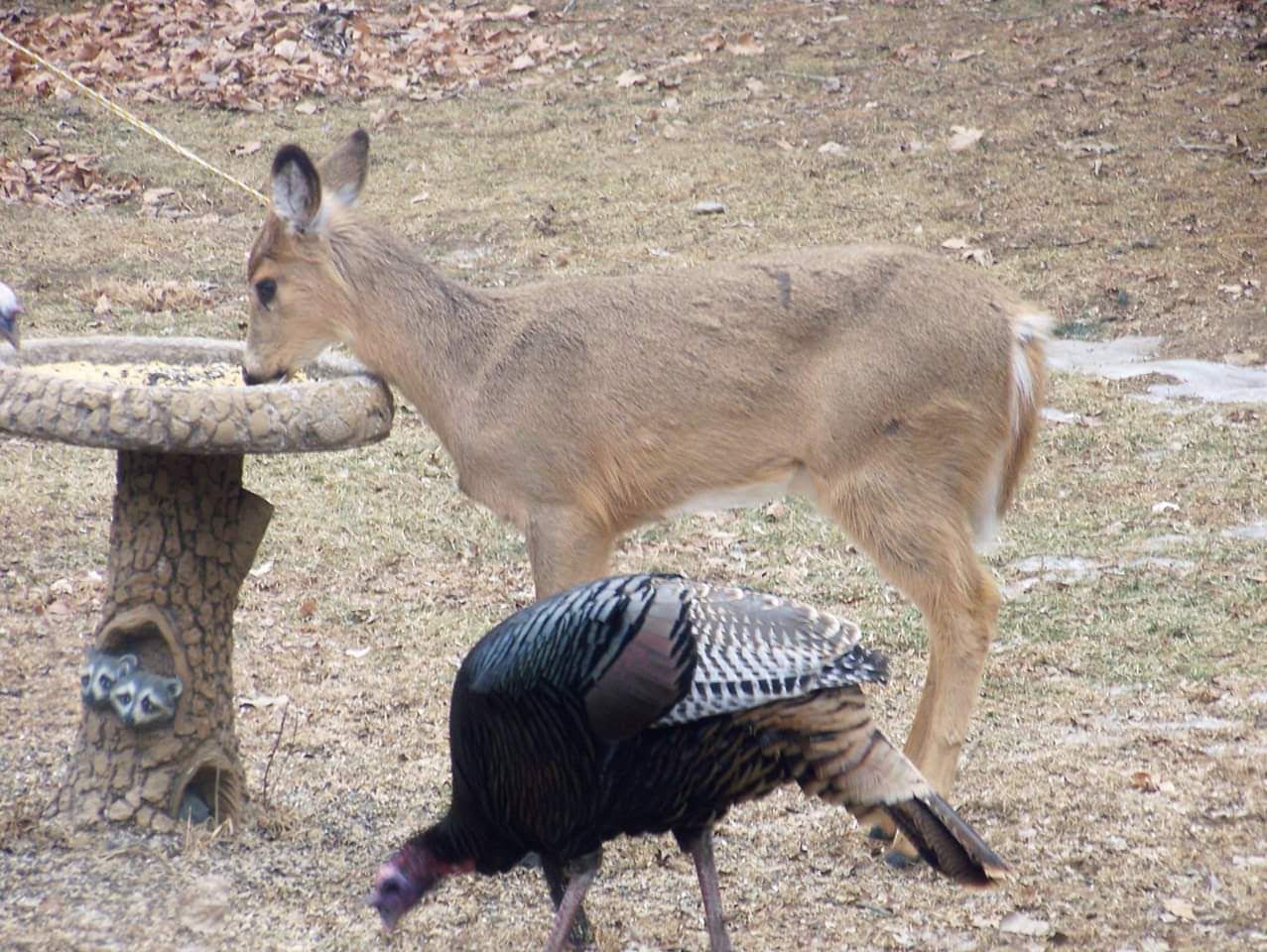 DEER Wednesday 12/18/2024 - Blogs & Forums