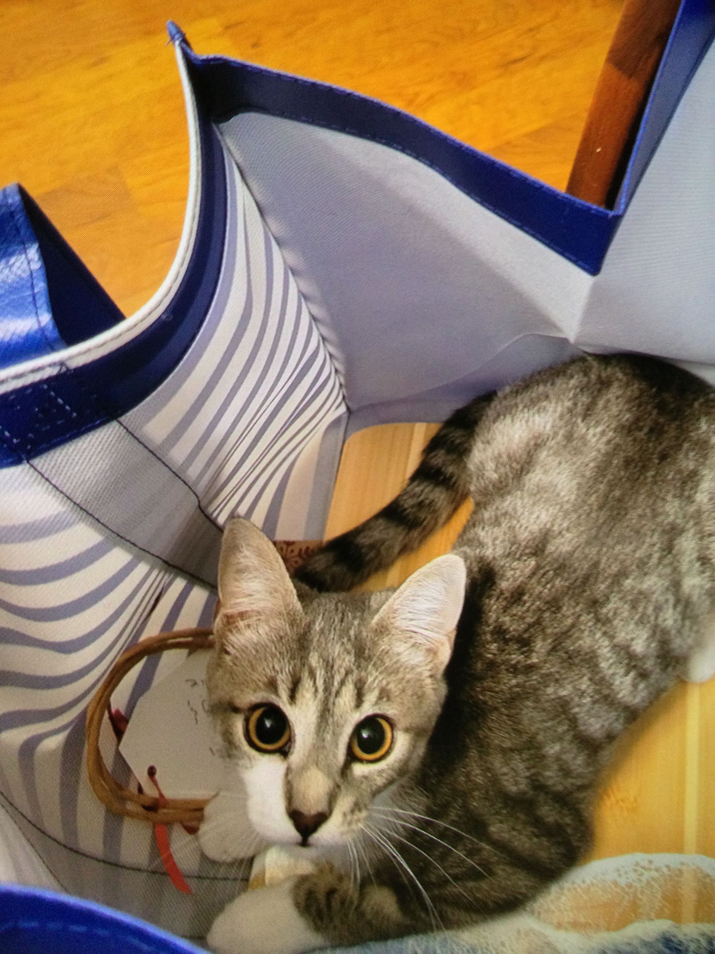 Saturday Caturday show us your Kitty cats - Page 2 - Blogs & Forums