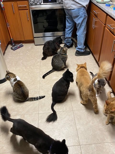 Saturday Caturday show us your Kitty cats - Page 2 - Blogs & Forums