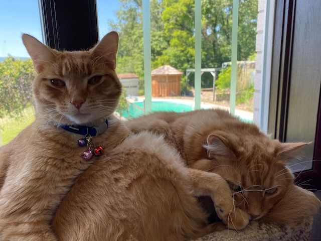 Saturday Caturday show us your Kitty cats - Page 2 - Blogs & Forums