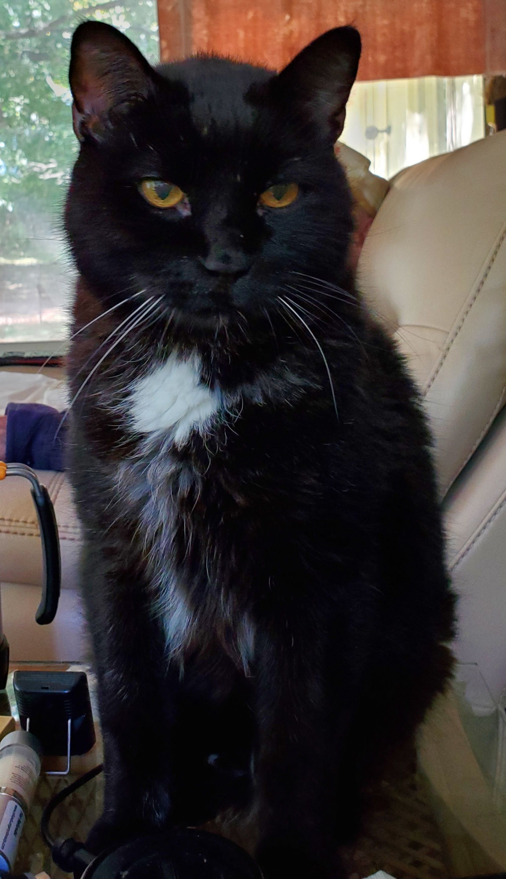 Indoor cat moms, a question - Page 2 - Blogs & Forums