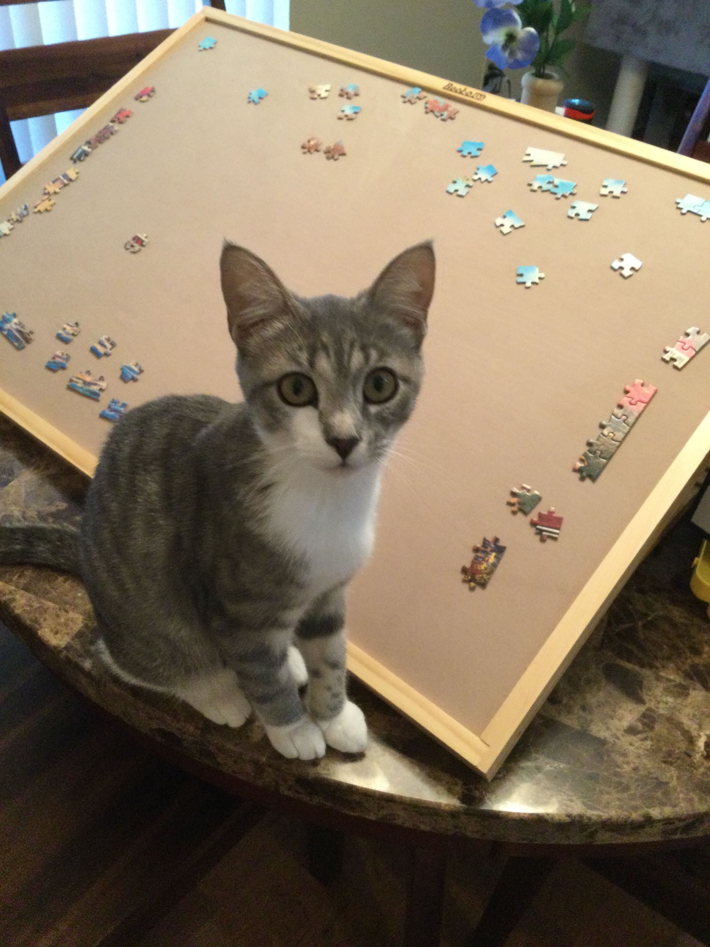 Doing a jigsaw puzzle again. Second one this week... - Page 2 - Blogs ...