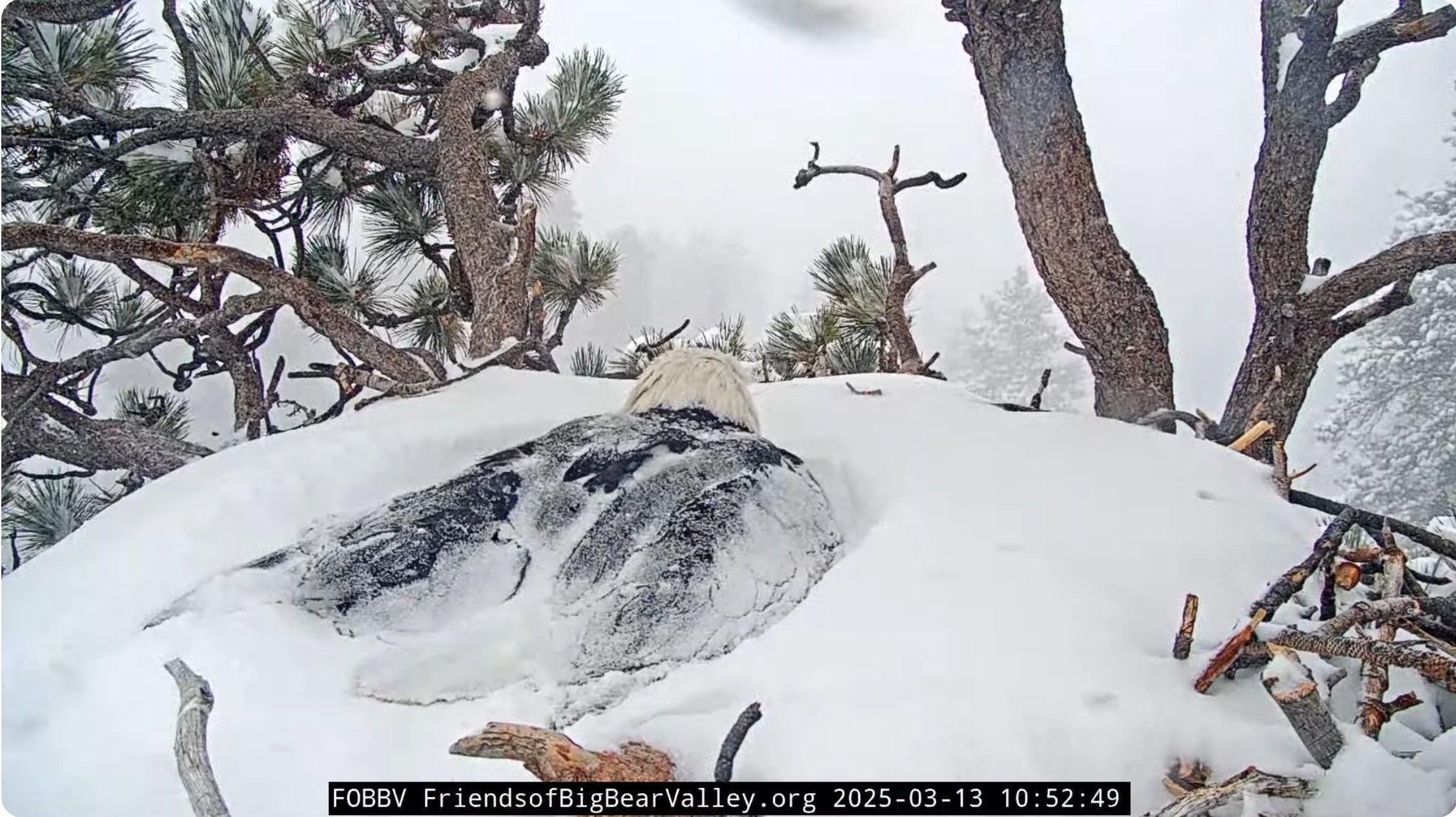 🦅 Eagle Cam 🦅 - Page 80 - Blogs & Forums