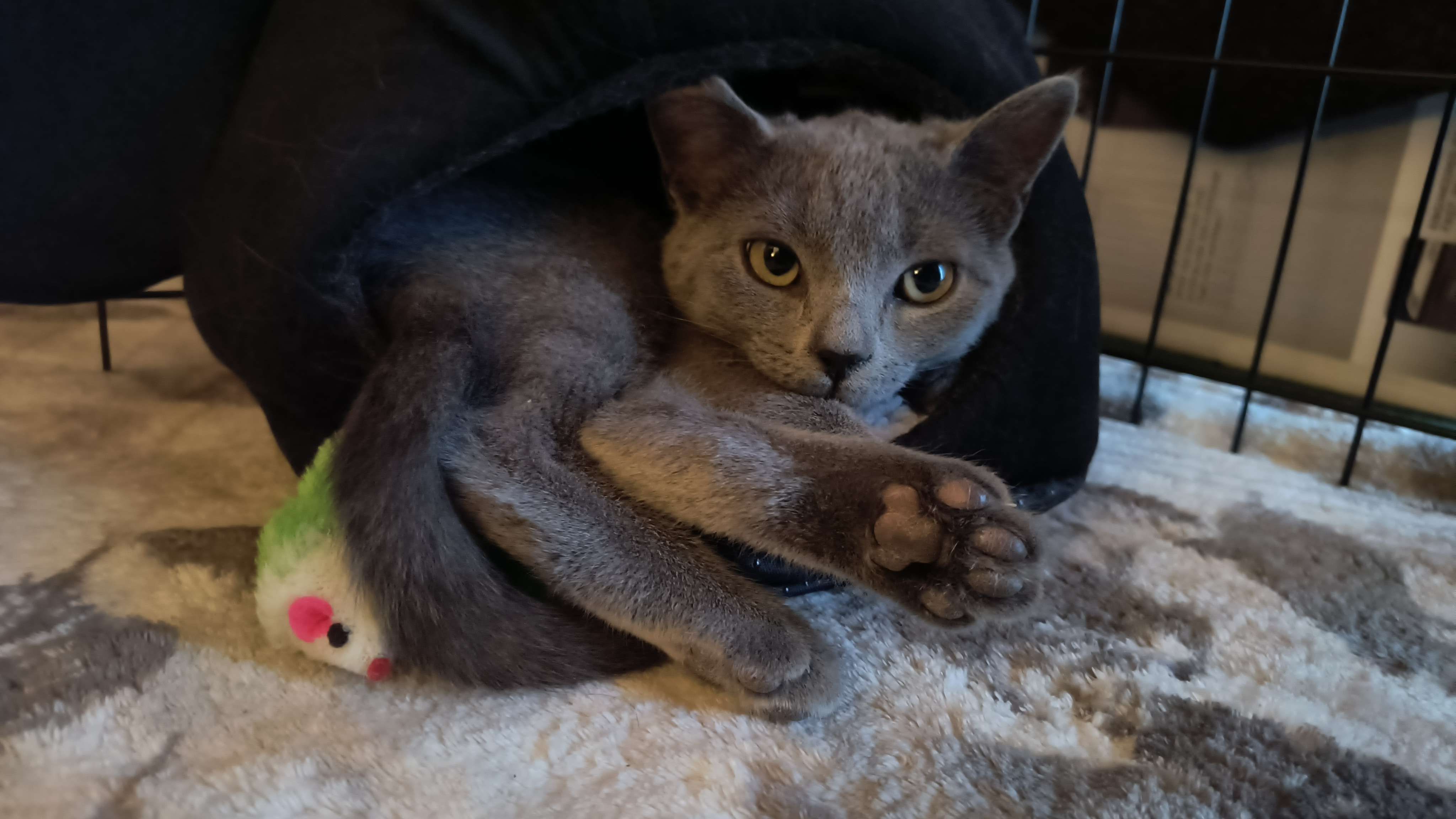 Miss Sassy Paws Says.. "want to see my baby jelly ... - Blogs & Forums