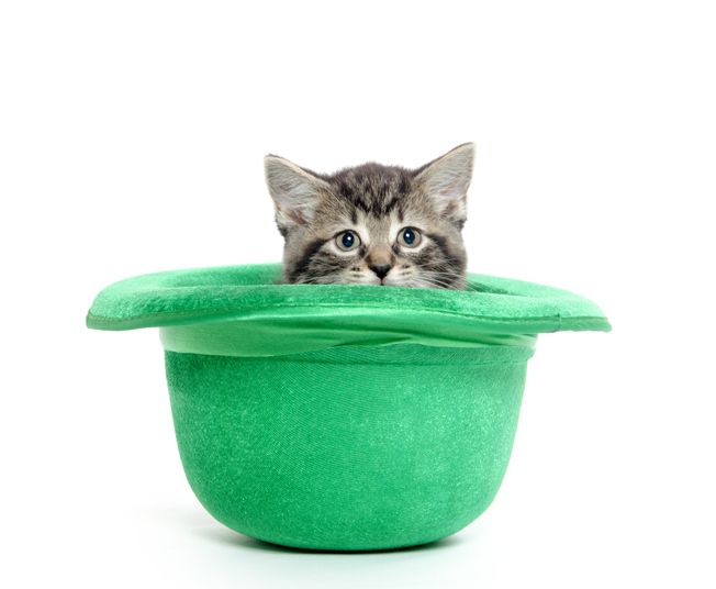 Re: Happy St Patrick's Day from this Irish Lass - Blogs & Forums