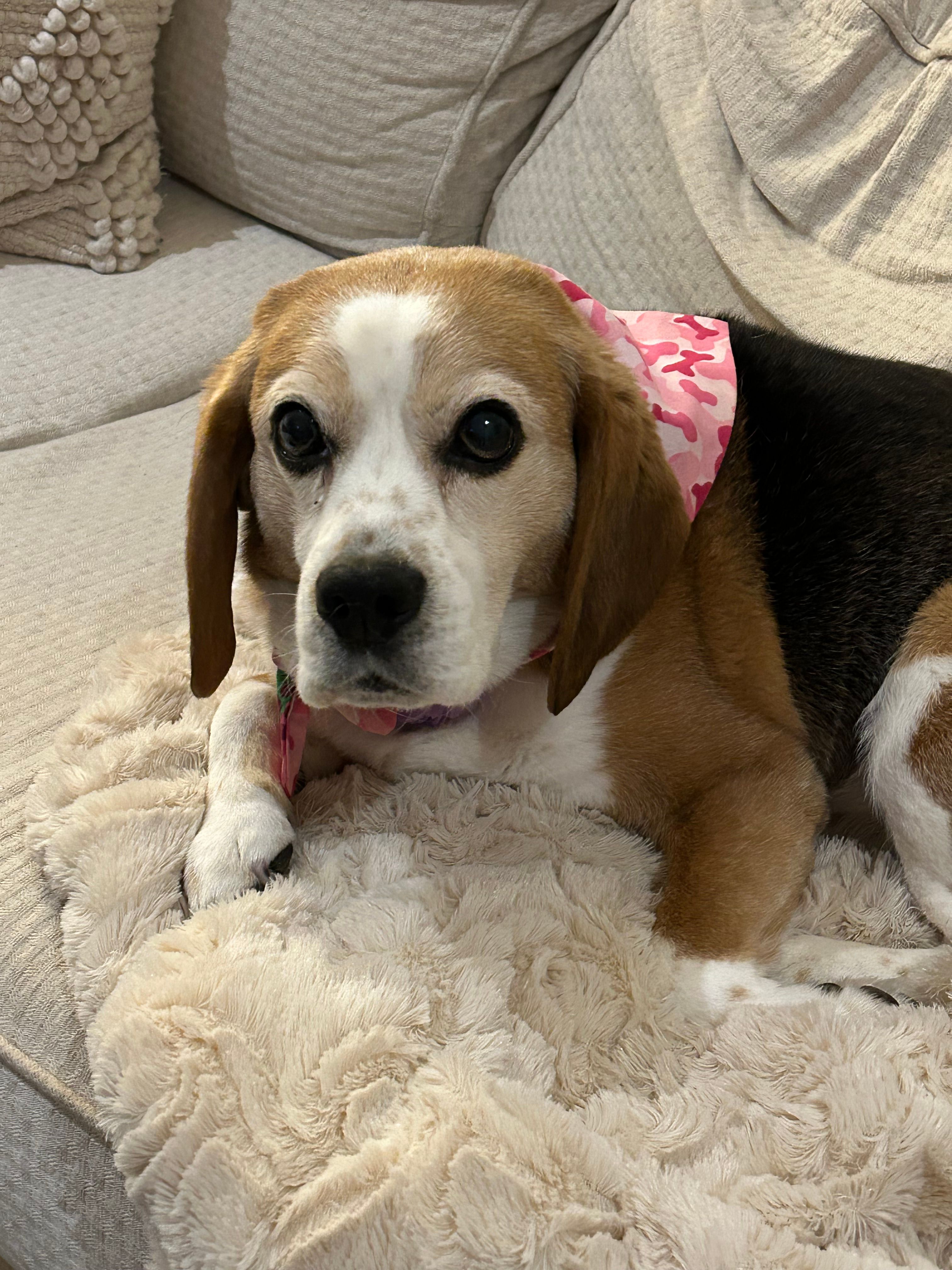 MOLLY'S READY FOR THE MOVE - Page 3 - Blogs & Forums