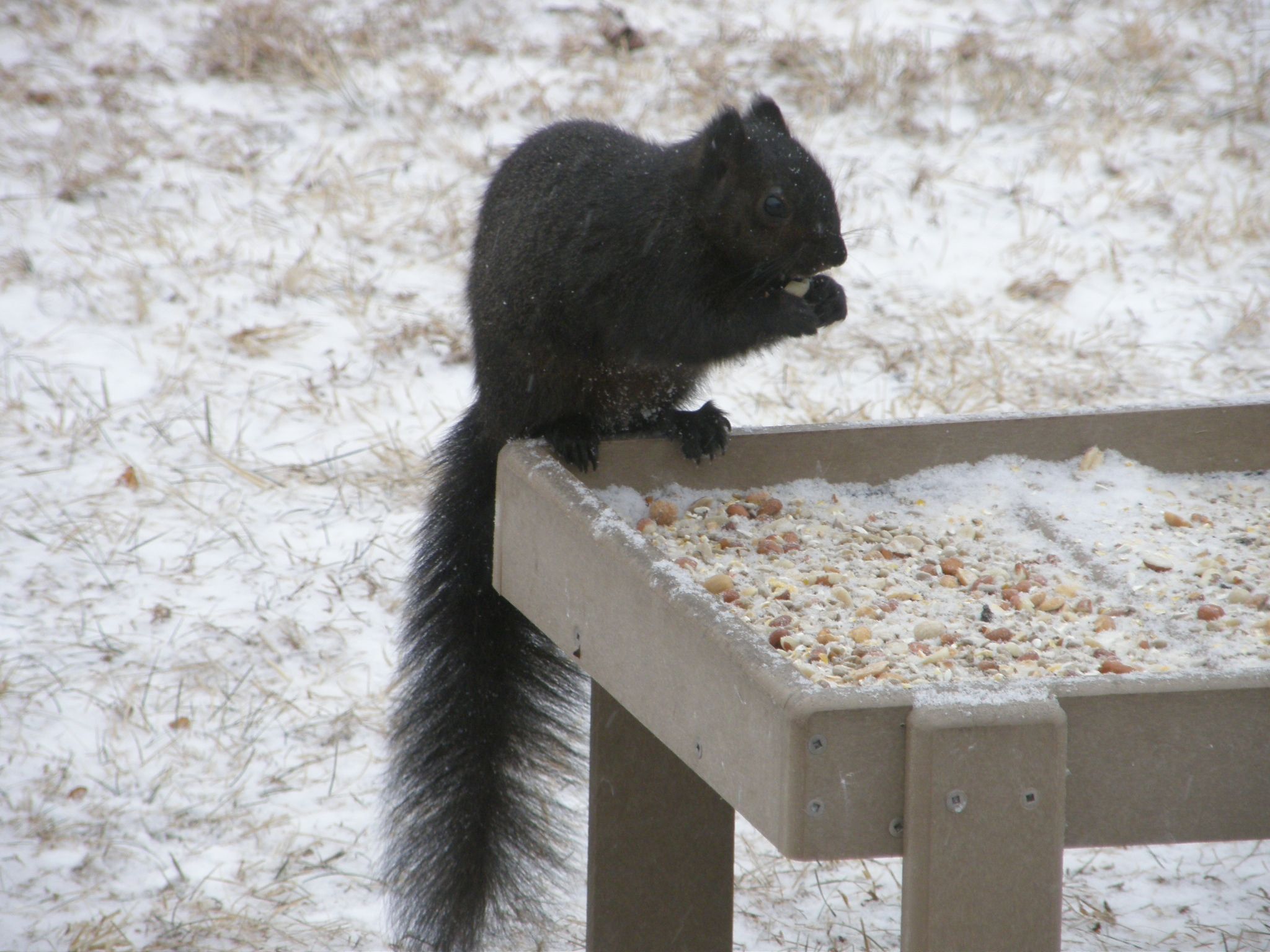 Black squirrels - Page 2 - Blogs & Forums