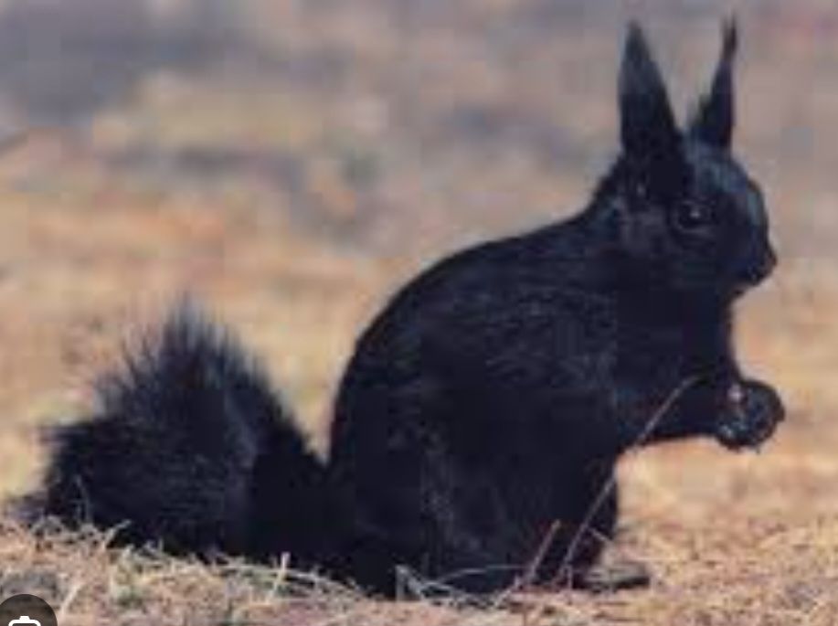Black squirrels - Blogs & Forums