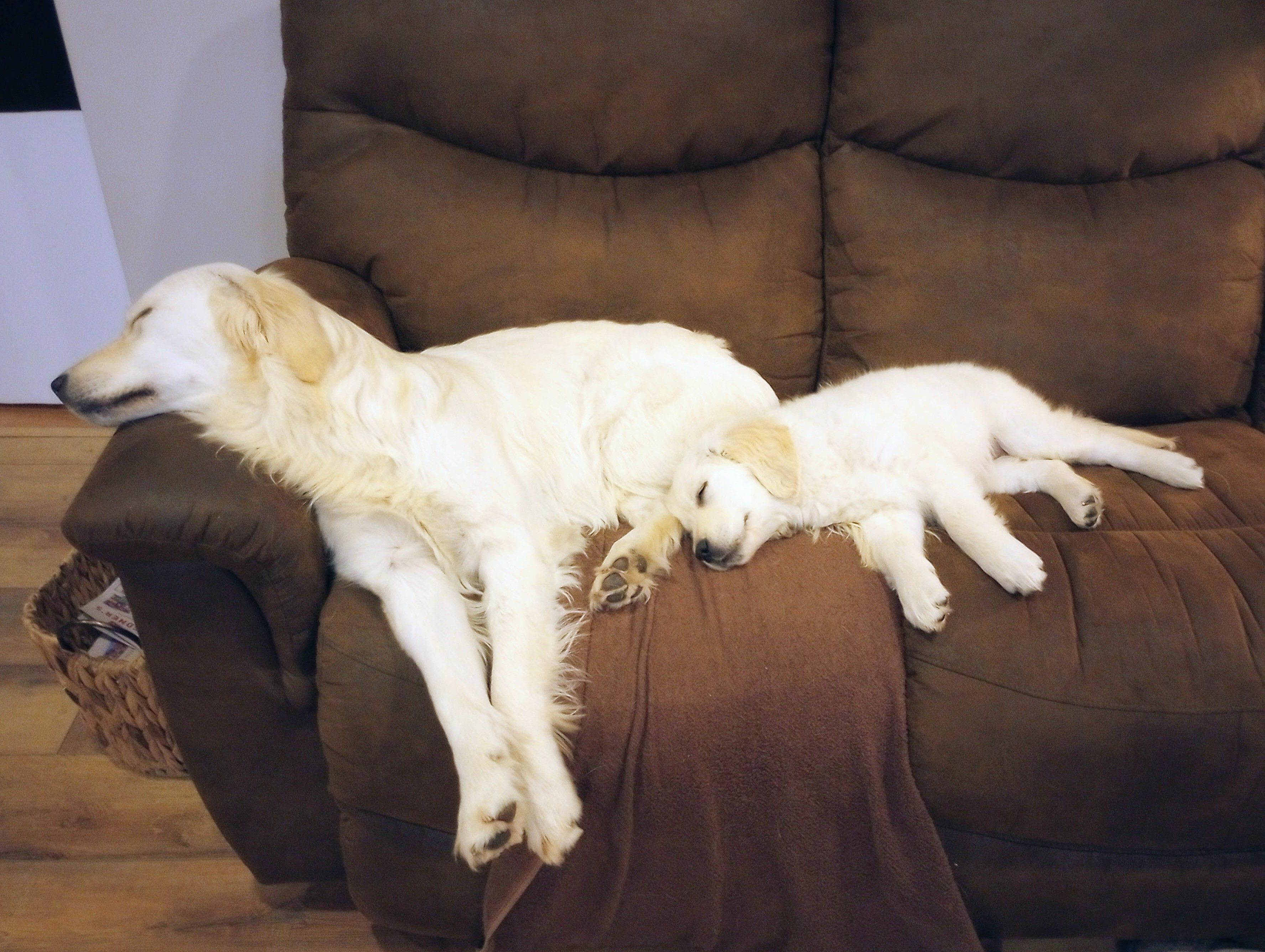 HOW TO KEEP DOG OFF SOFA !!! - Page 18 - Blogs & Forums