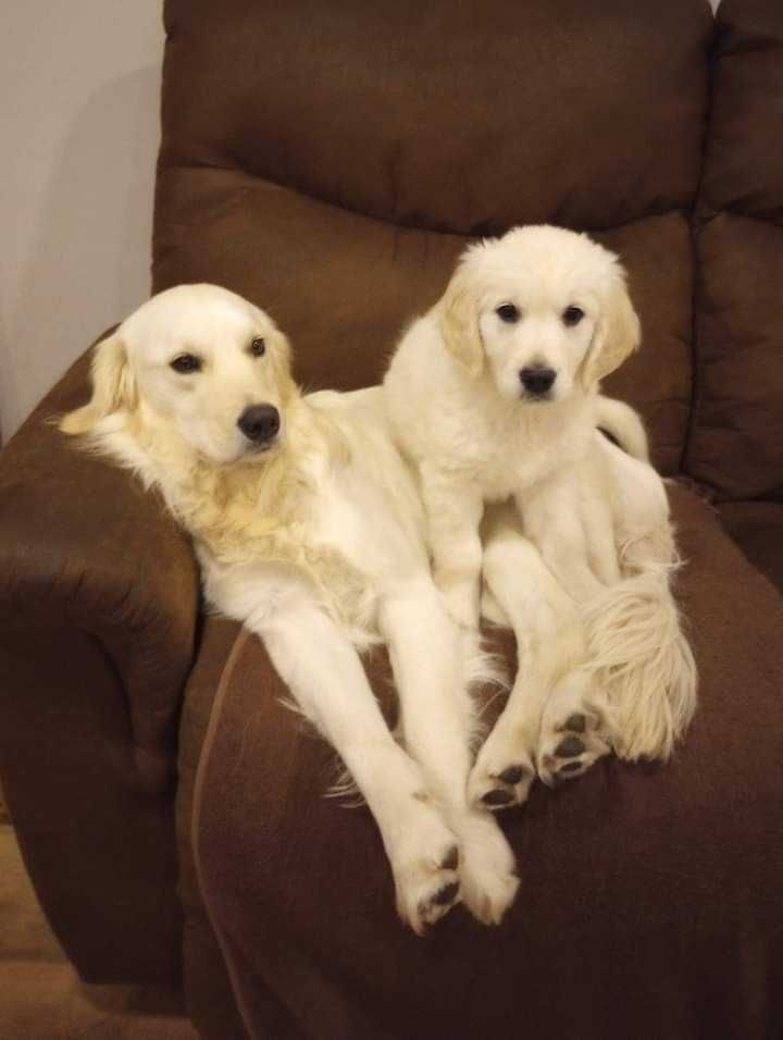 HOW TO KEEP DOG OFF SOFA !!! - Page 8 - Blogs & Forums