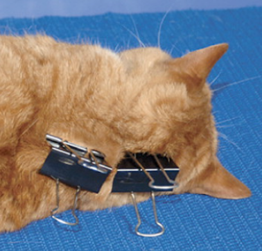 YOU'VE GOT TO CLIP THOSE NAILS! - Blogs & Forums