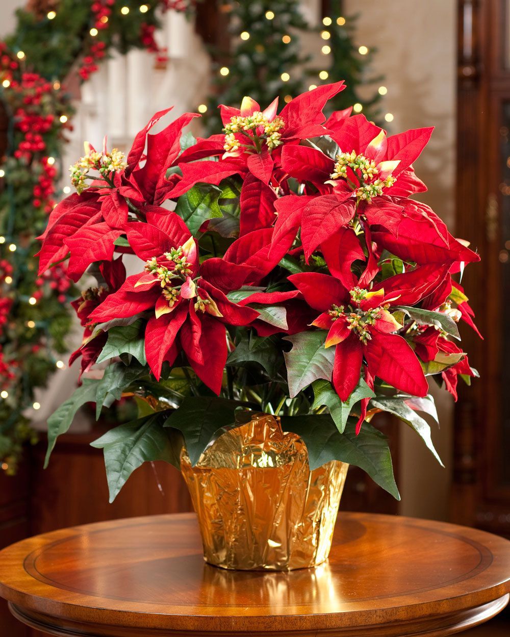 Christmas flowers - Page 2 - Blogs & Forums