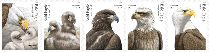 🦅 2025/2026 Eagle Cam 🦅 - Page 28 - Blogs & Forums