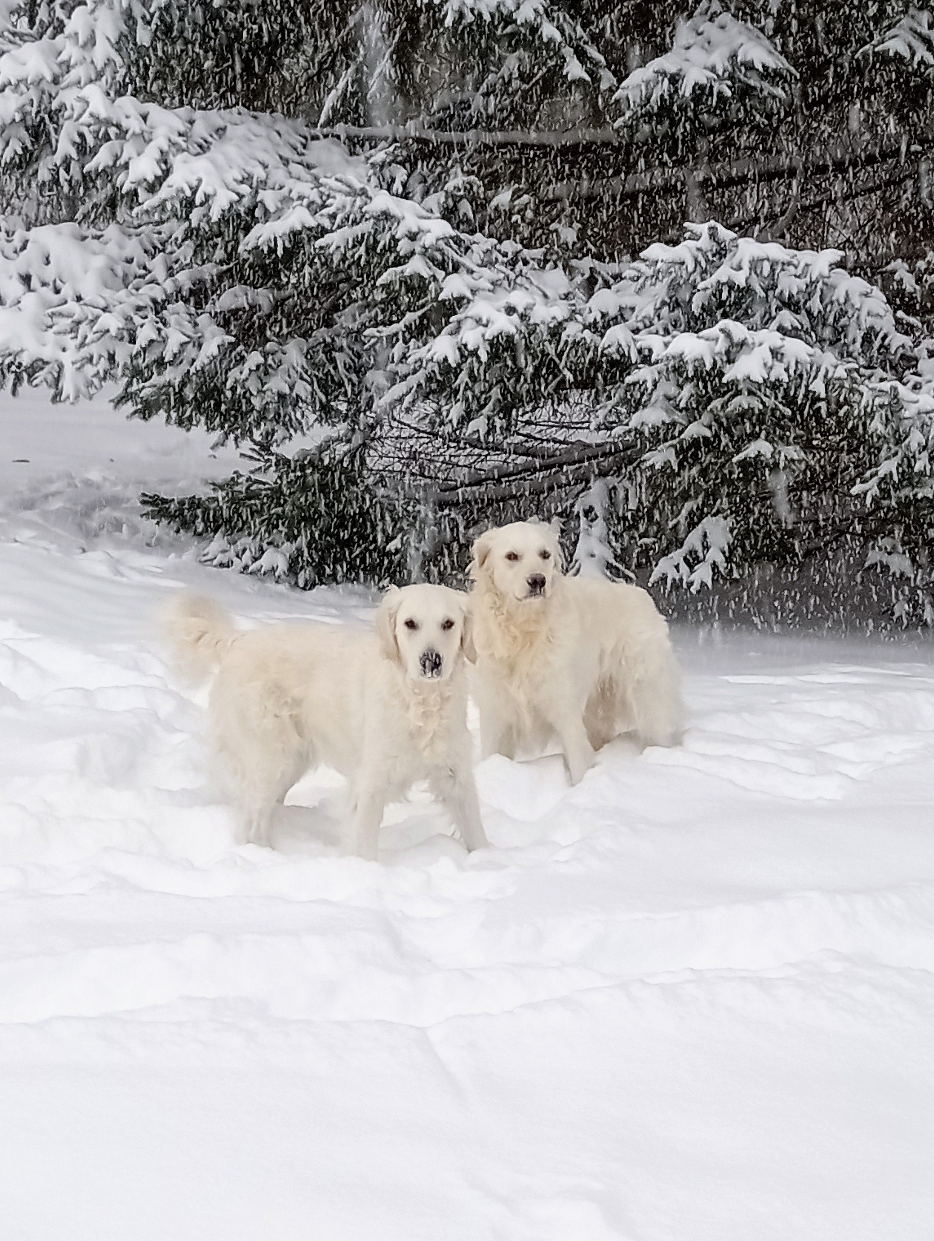 My Goldens enjoying the snow - Page 2 - Blogs & Forums