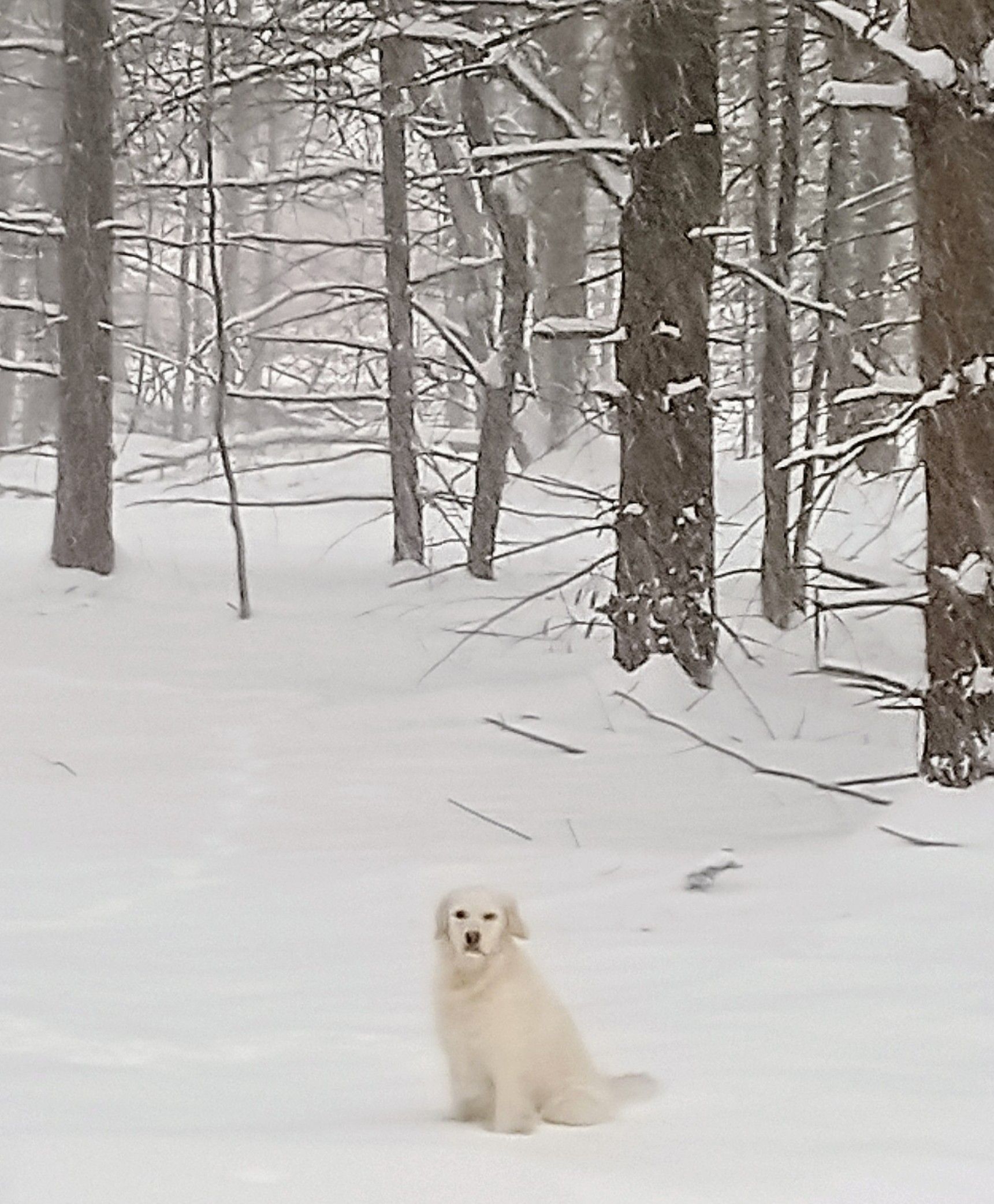 My Goldens enjoying the snow - Page 3 - Blogs & Forums