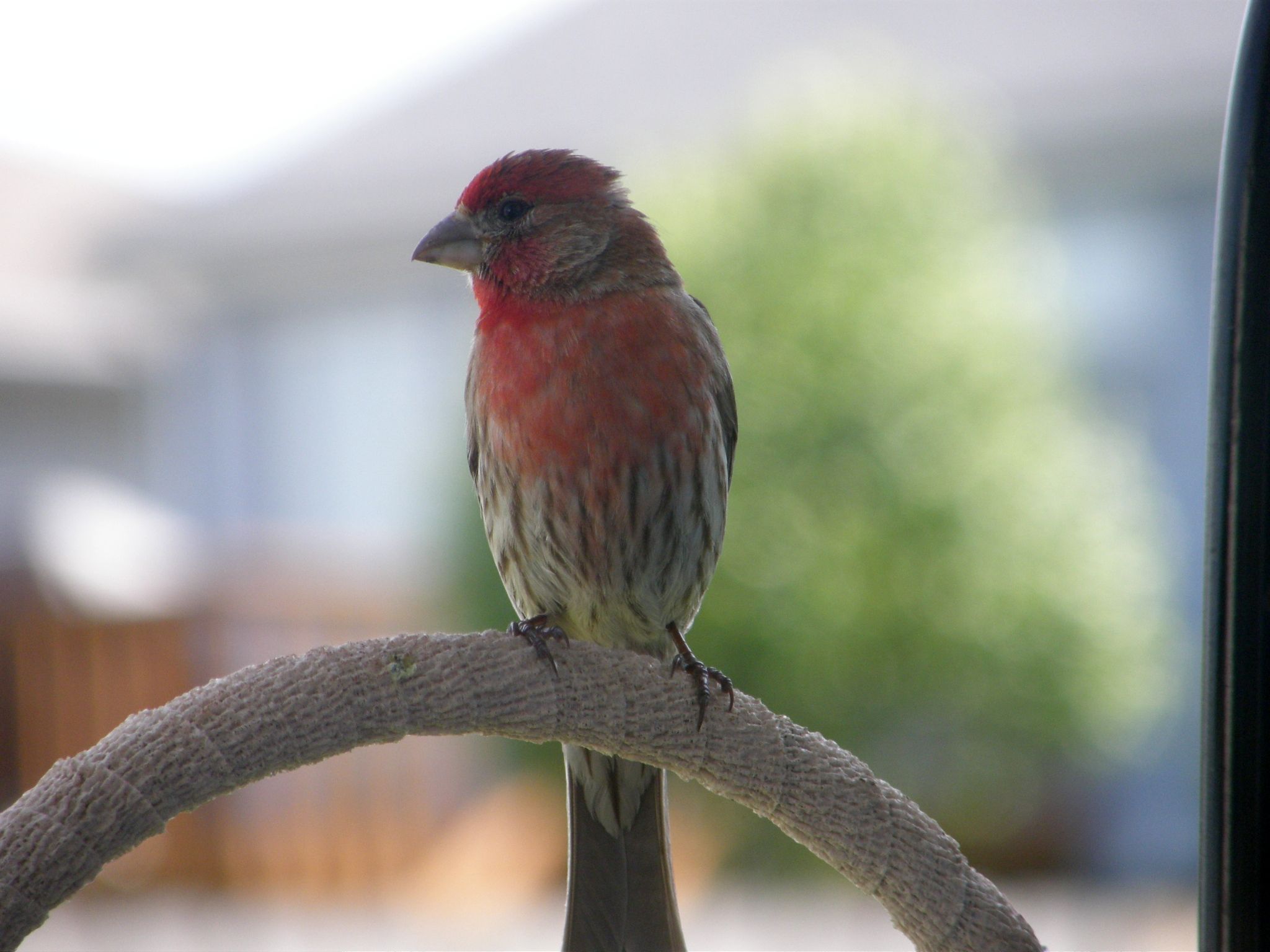 The Juncos Are Doing the Best They Can - Blogs & Forums