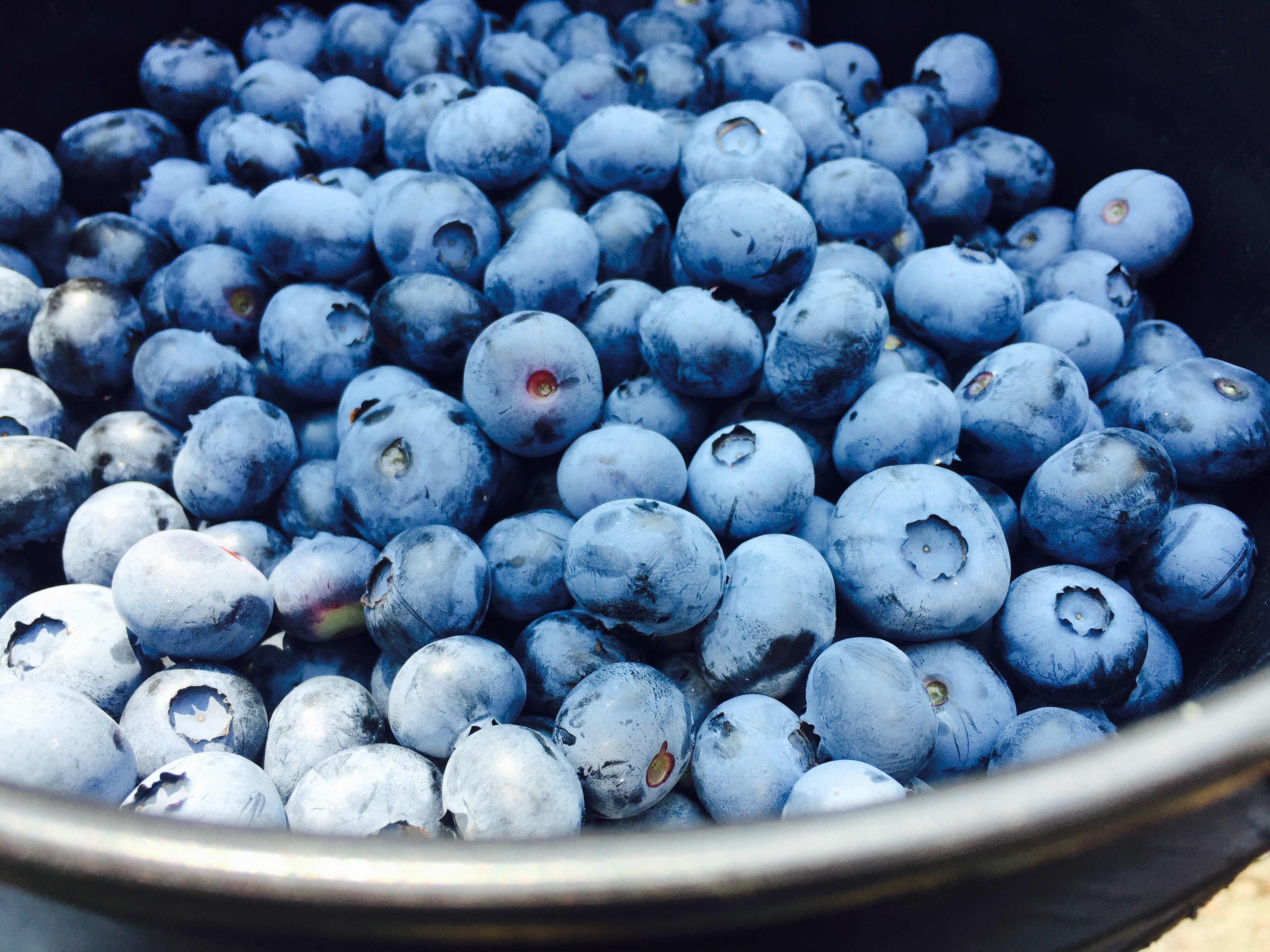 Blueberry Picking - Blogs & Forums