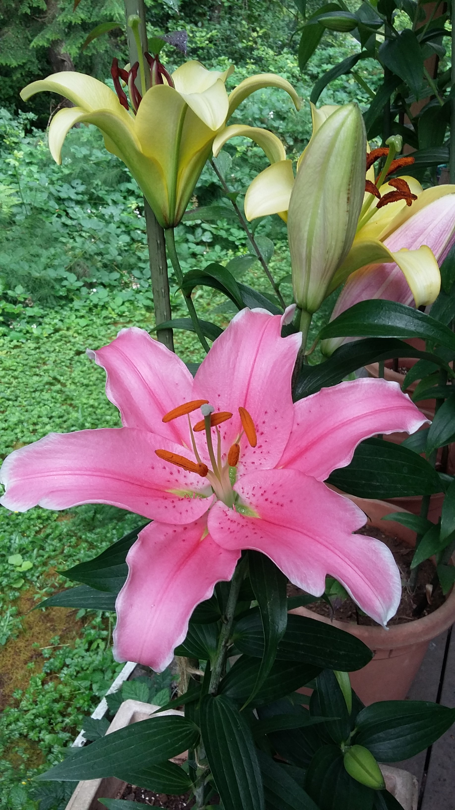 Cancer survivors - Page 2 - Blogs & Forums