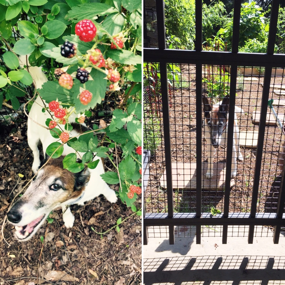 DAVID DANGLE’S NEW SUMMER GARDEN - Blogs & Forums