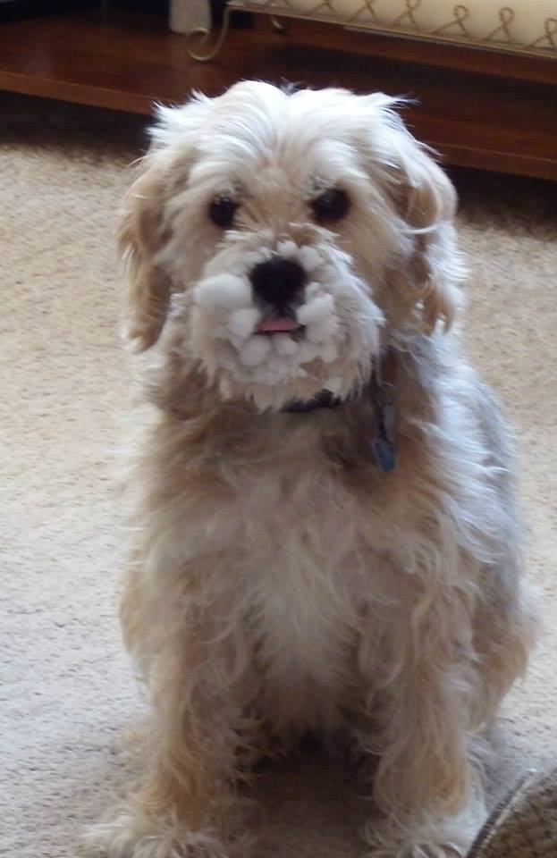 Paw-Parazzi: New Year Resolutions - ohcaz36659