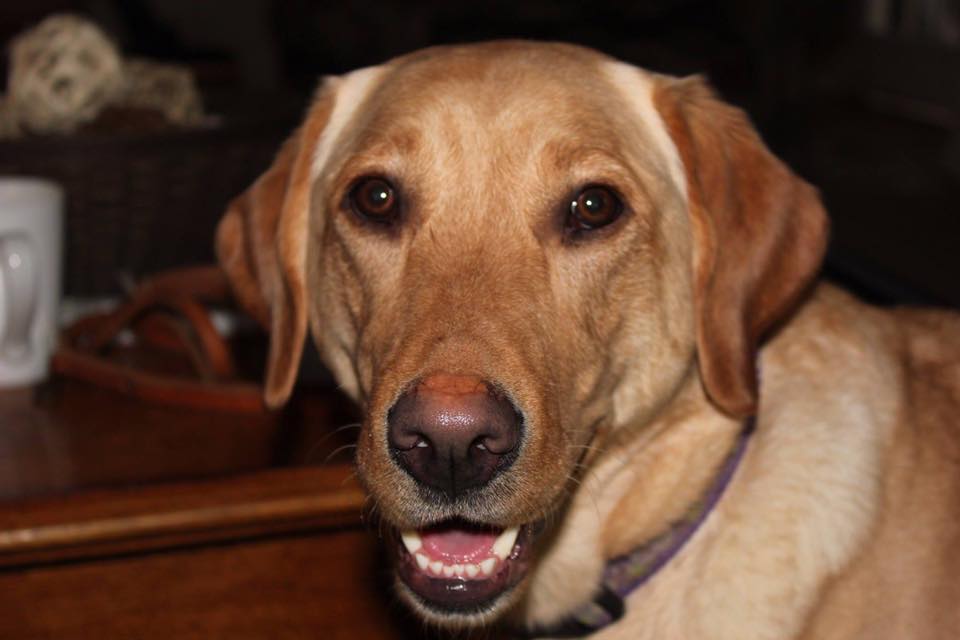 Paw-Parazzi: Smiling for the Camera - Blogs & Forums