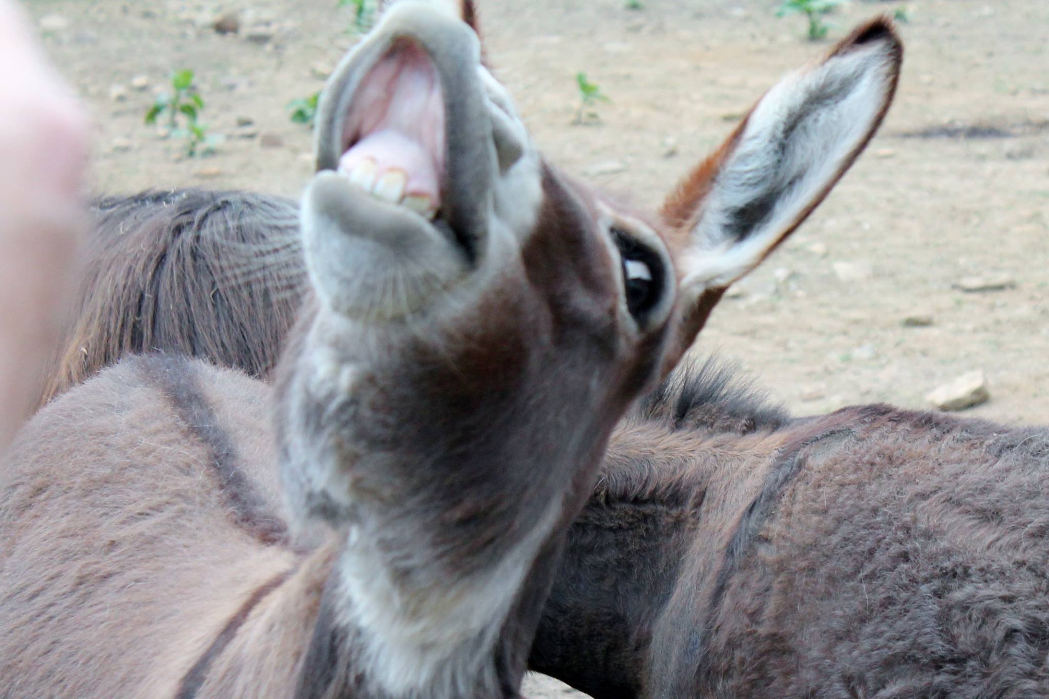 Paw-Parazzi: Smiling for the Camera - Blogs & Forums