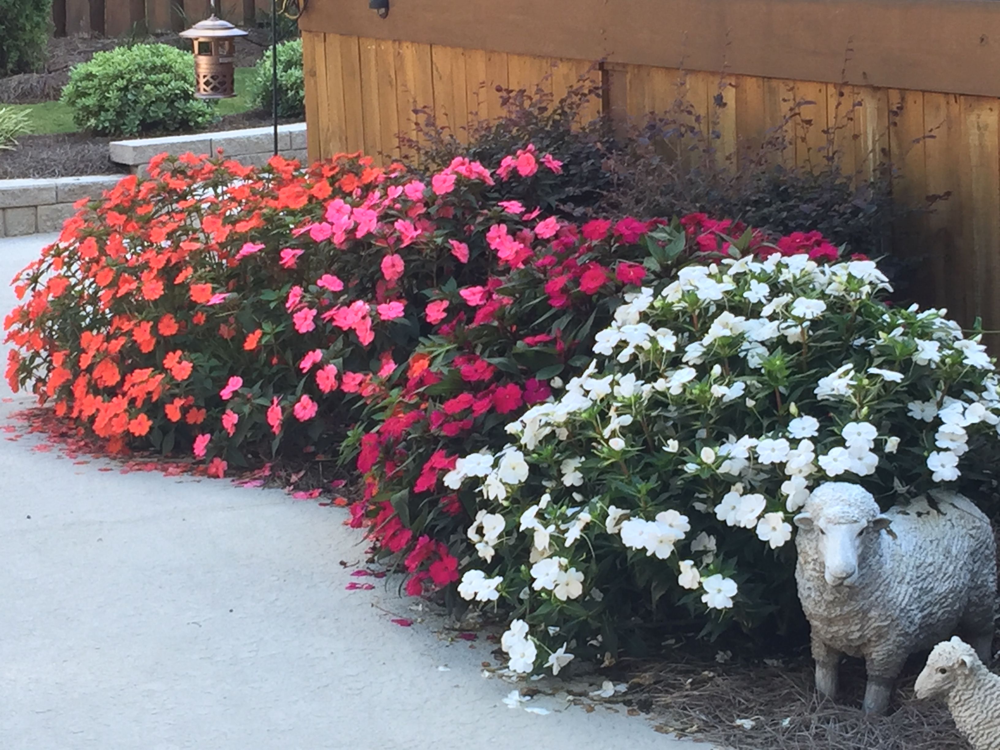 Sun Patients from Cottage Farms - Page 2 - Blogs & Forums